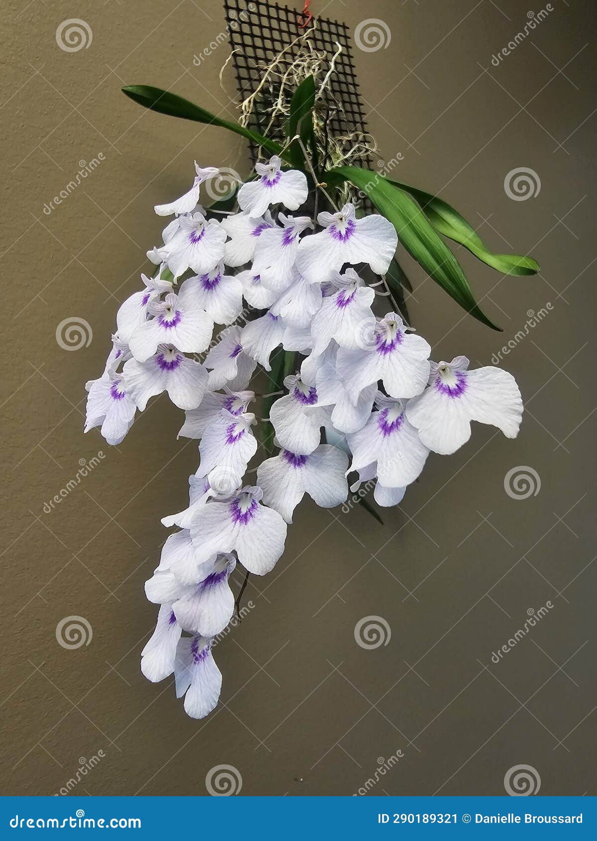 Ionopsis Utricularioides Stock Photos - Free & Royalty-Free Stock ...