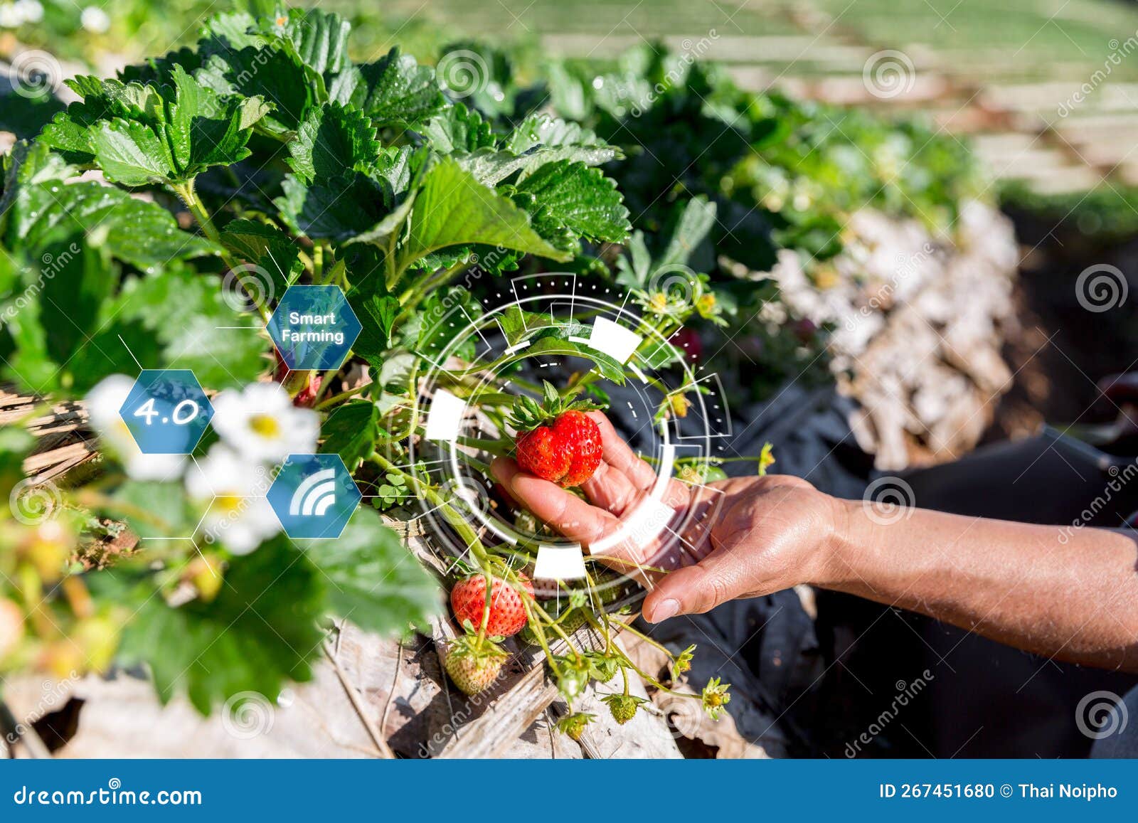 IoT, Internet of Things Modern Agriculture Smart Farming System Concept ...