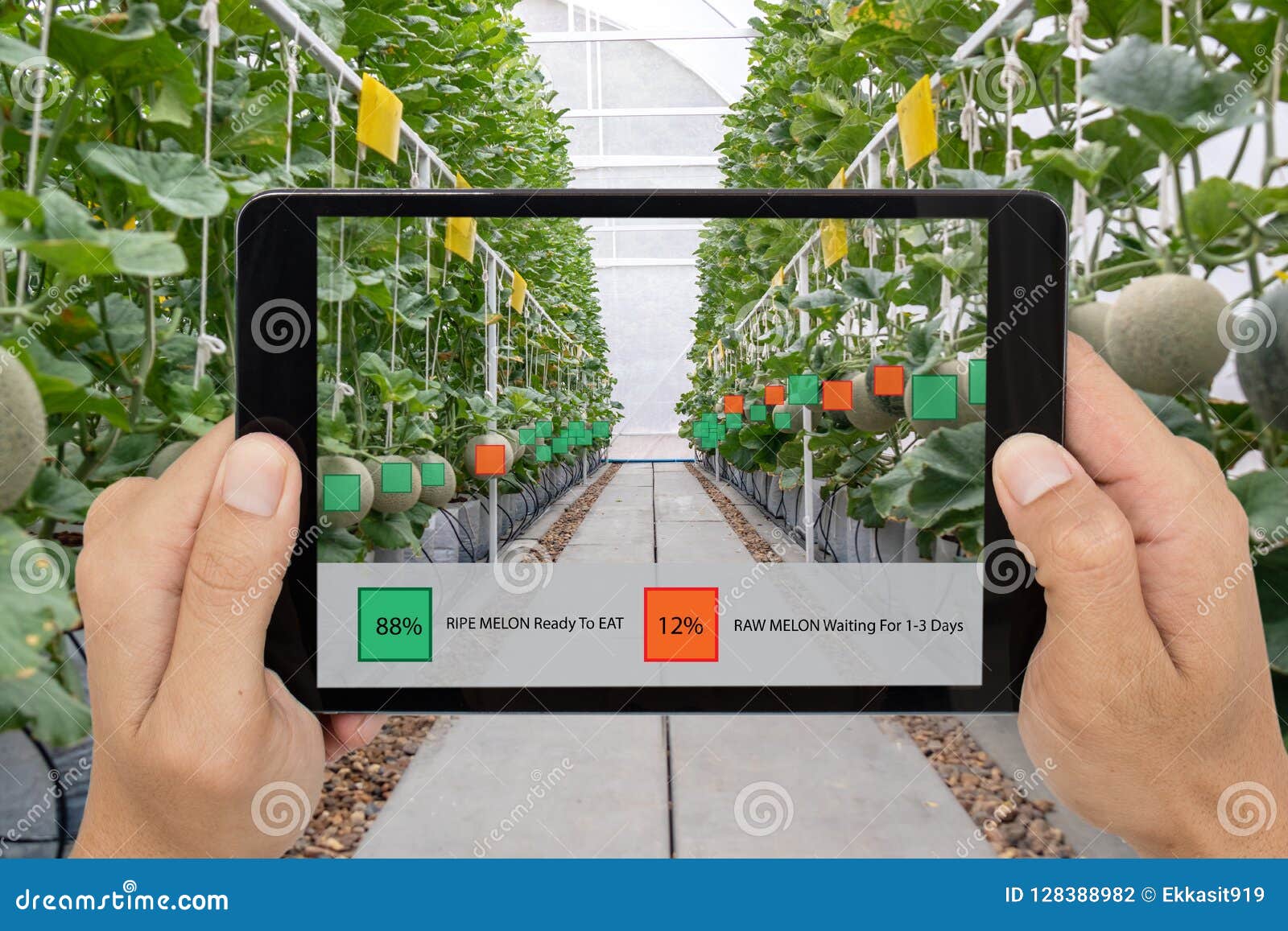 Iot Smart Farming, Agriculture Industry 4.0 Technology Concept, Farmer ... Iot Smart Farming, Agriculture Industry 4.0 Technology Concept, Farmer ...