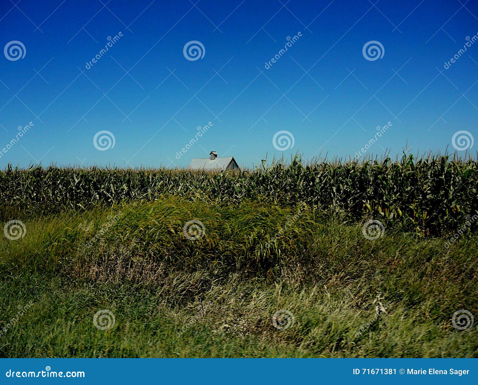 Iowa Corn Fields stock image. Image of corn, book, midwest - 71671381