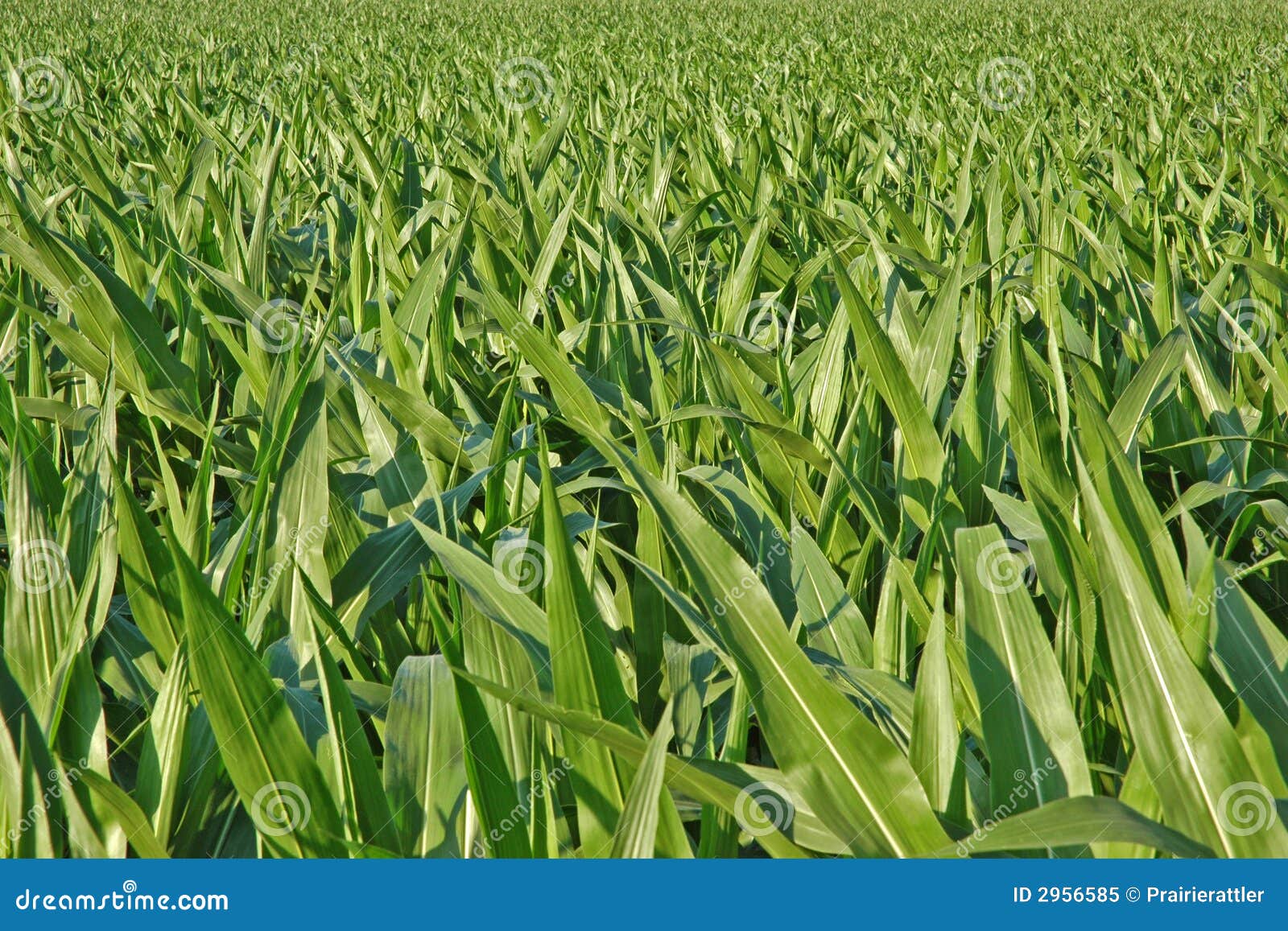 Iowa Cornfield Full Screen stock image. Image of horticulture - 2956585