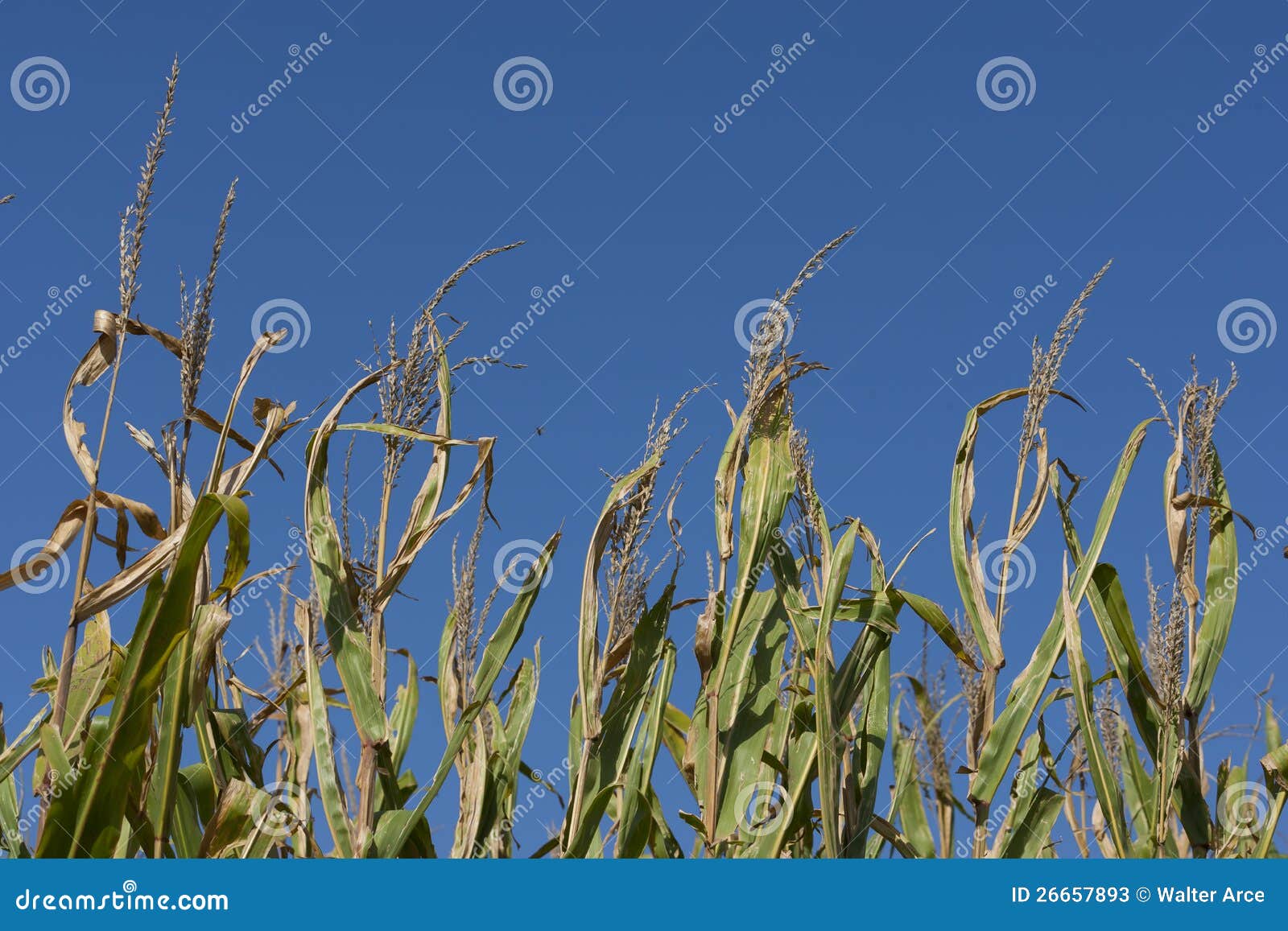Iowa Cornfields stock image. Image of agriculture, environment - 26657893