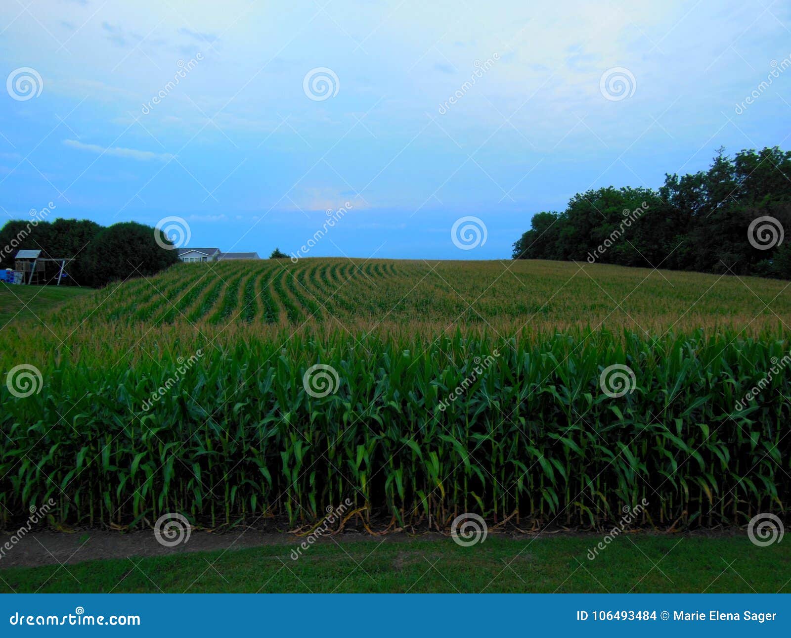 Iowa Farmland with Rows of Corn Stock Photo - Image of farming, america ...