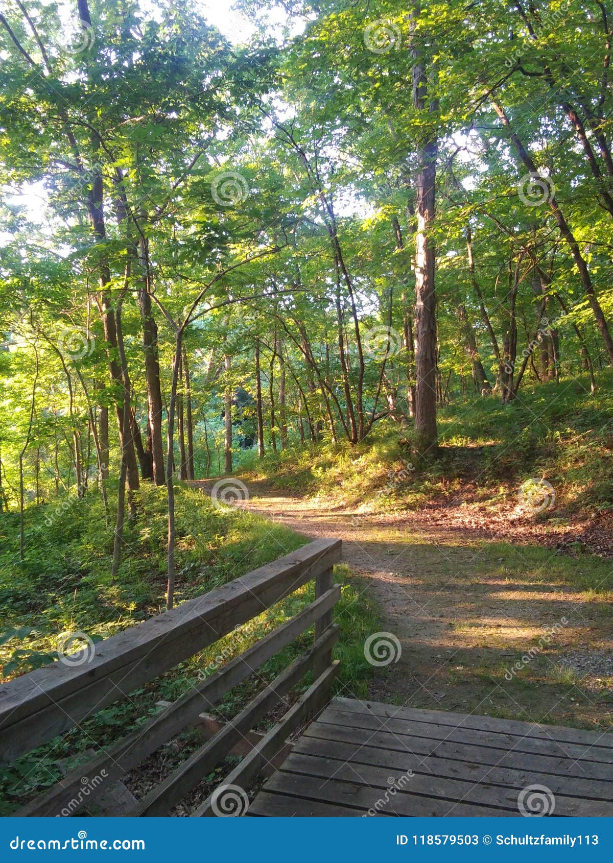 Iowa Forest Path stock image. Image of trails, glorious - 118579503