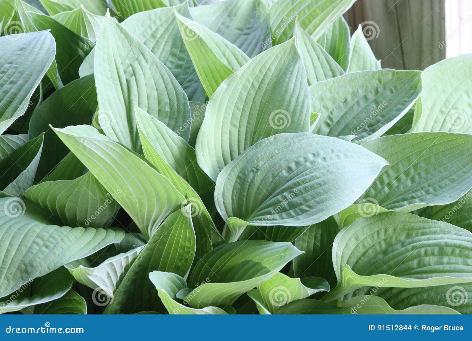 Iowa Hosta stock photo. Image of iowa, leaves, spring - 91512844