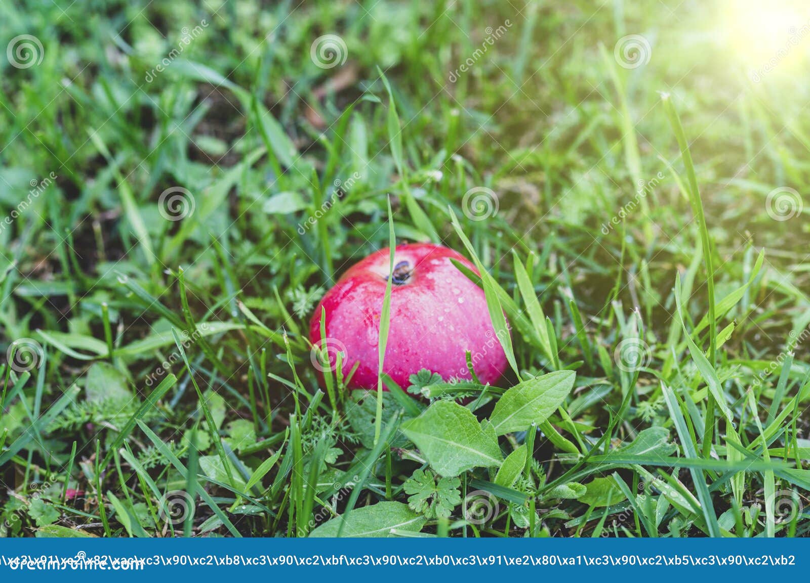Ipe Apple in the Grass, Sun Glare in the Corner of the Image Stock ...