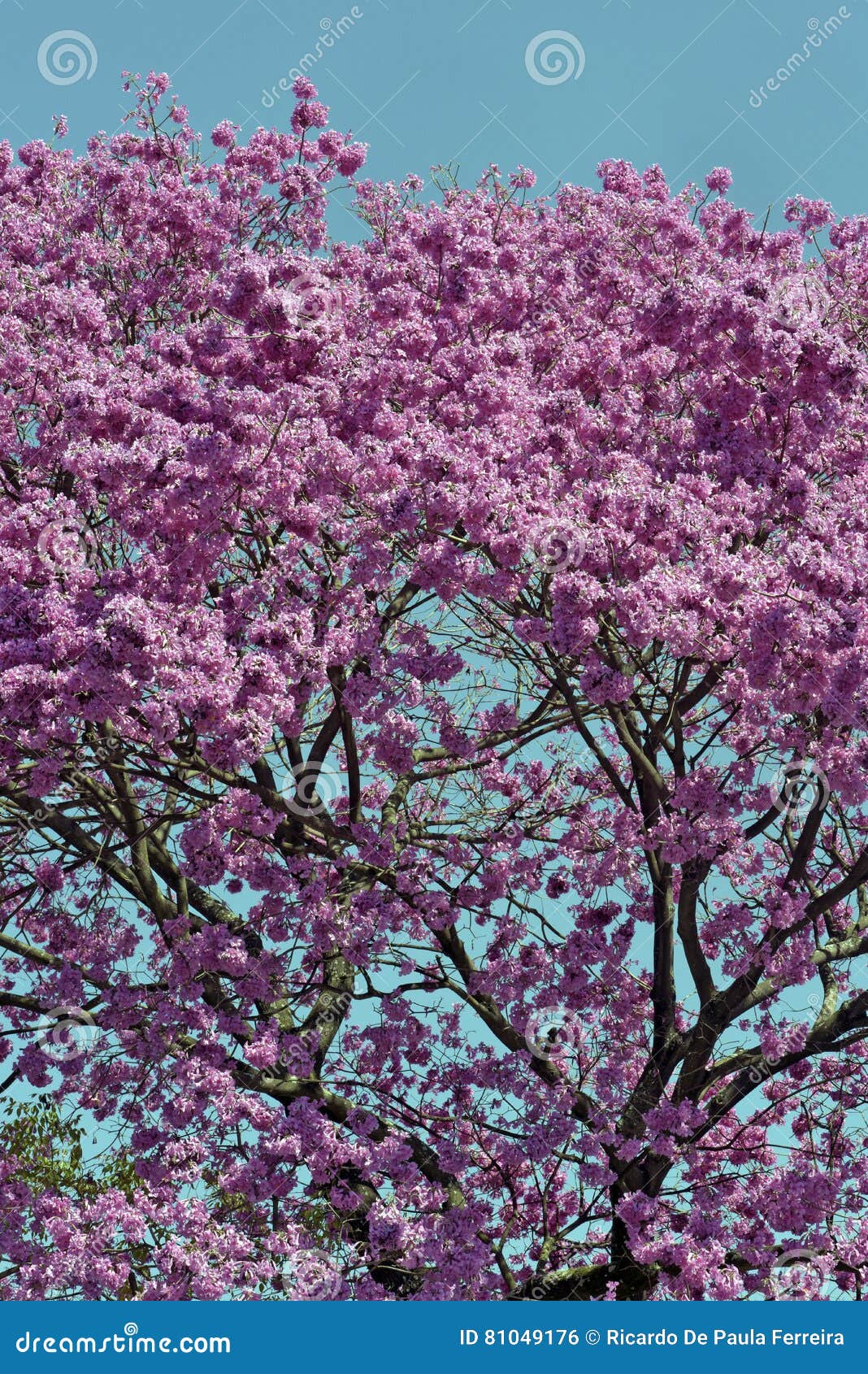 Ipe Cor-de-rosa No Céu Azul Foto de Stock - Imagem de flora, ornamento ...