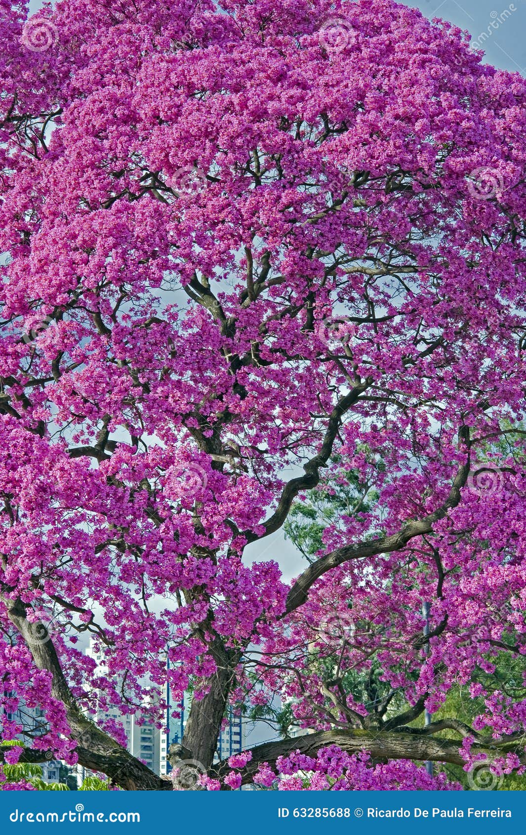 Ipe Cor-de-rosa Ou Lapacho Cor-de-rosa Foto de Stock - Imagem de tronco ...