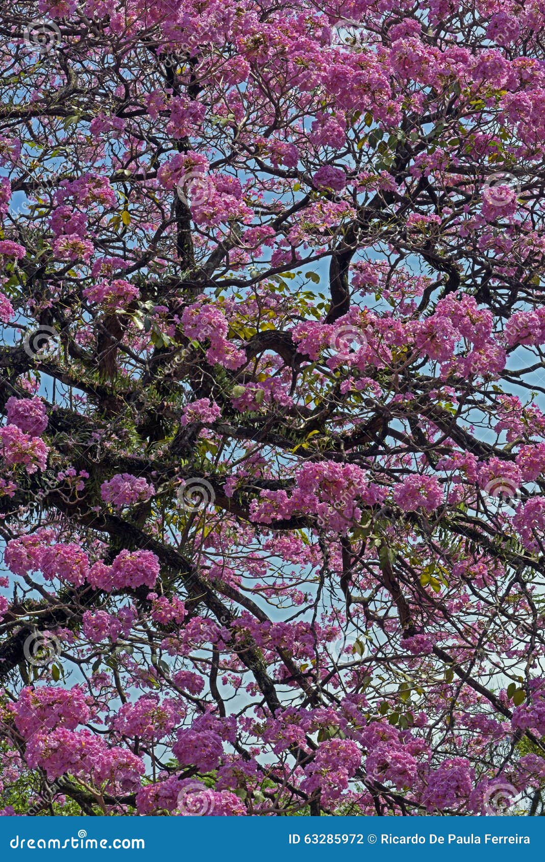 Ipe Cor-de-rosa Ou Lapacho Cor-de-rosa Foto de Stock - Imagem de ...