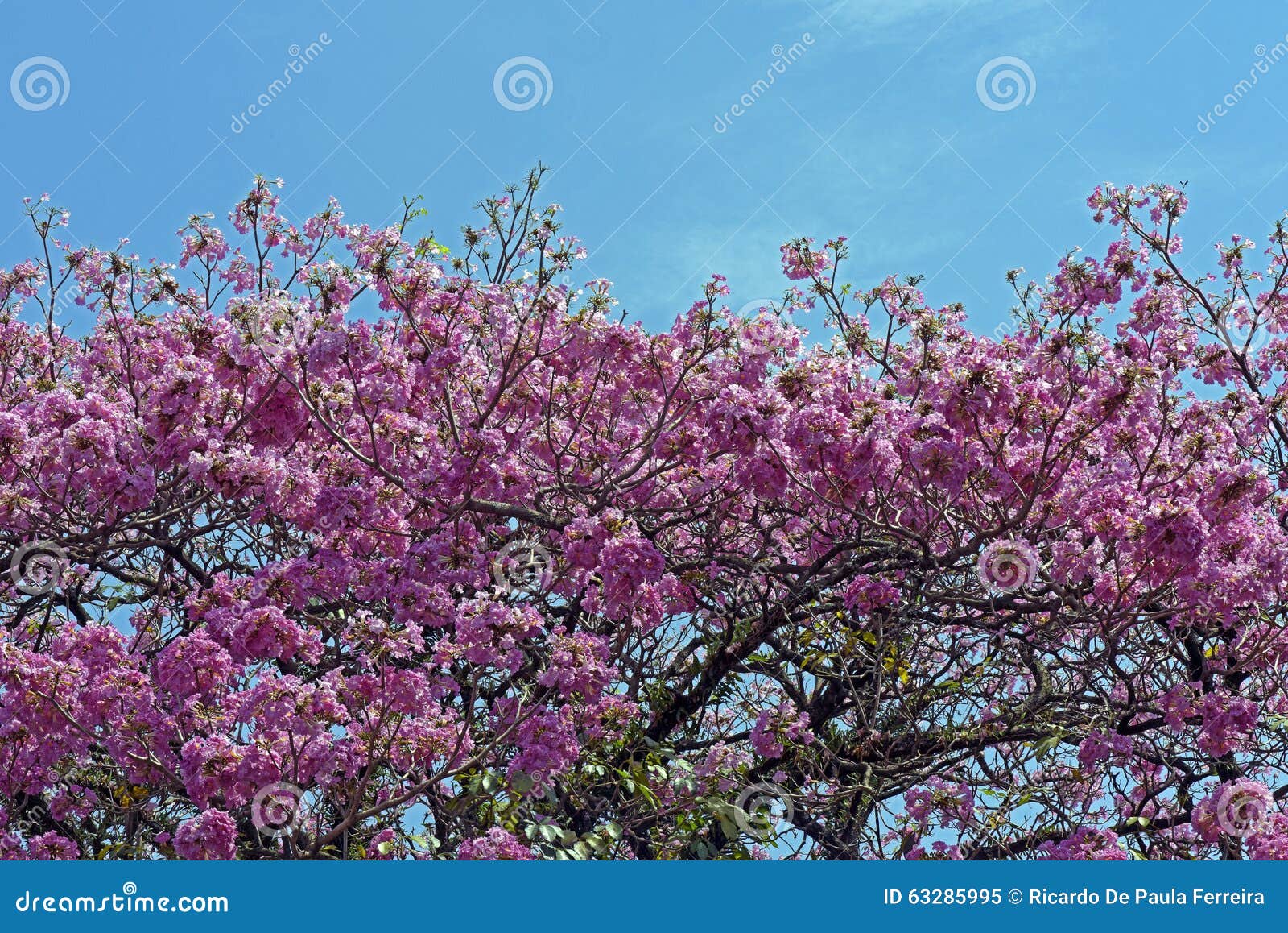 Ipe Cor-de-rosa Ou Lapacho Cor-de-rosa Imagem de Stock - Imagem de flor ...