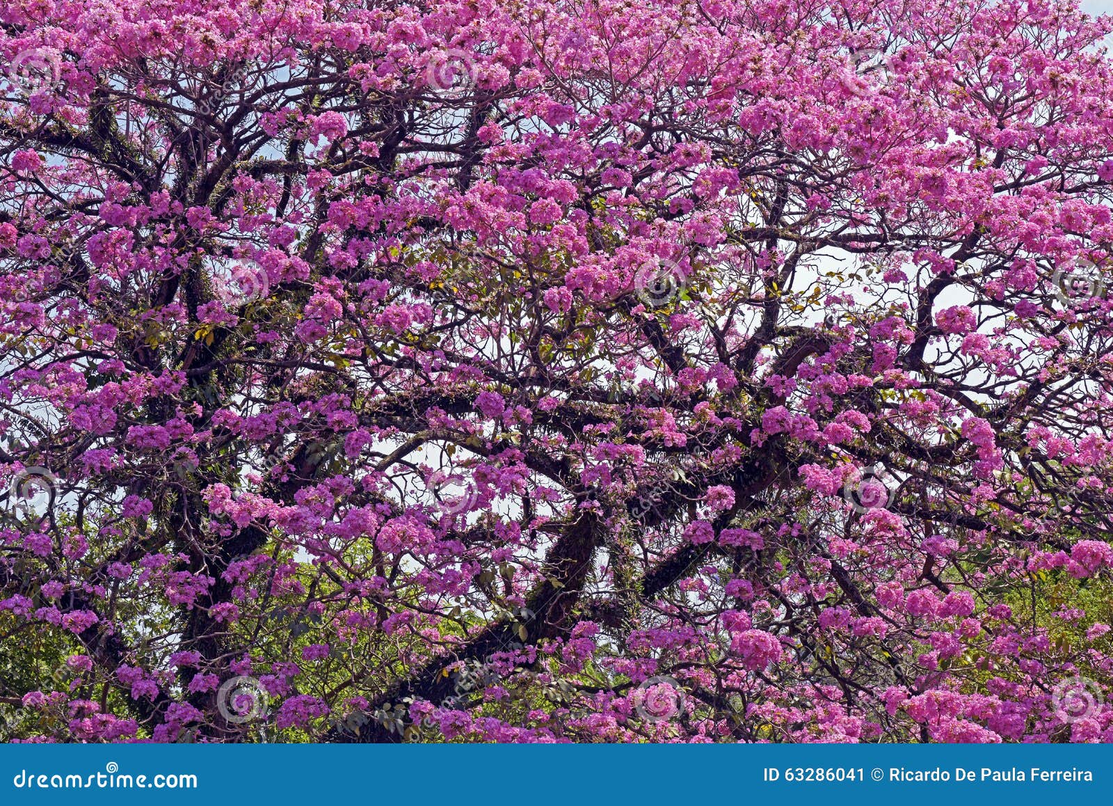 Ipe Cor-de-rosa Ou Lapacho Cor-de-rosa Imagem de Stock - Imagem de ...