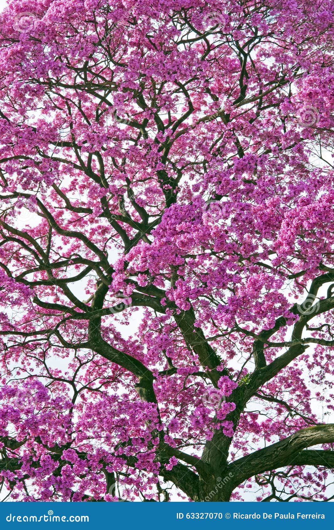 Ipe Ou Avellanedae Cor-de-rosa De Tabebuia, Um Treee Brasileiro Foto de ...