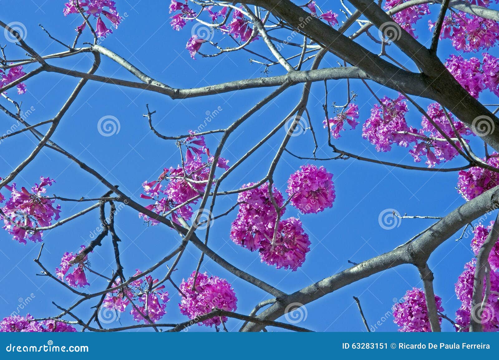 Ipe Ou Impetiginosa Cor-de-rosa De Tabebuia Imagem de Stock - Imagem de ...