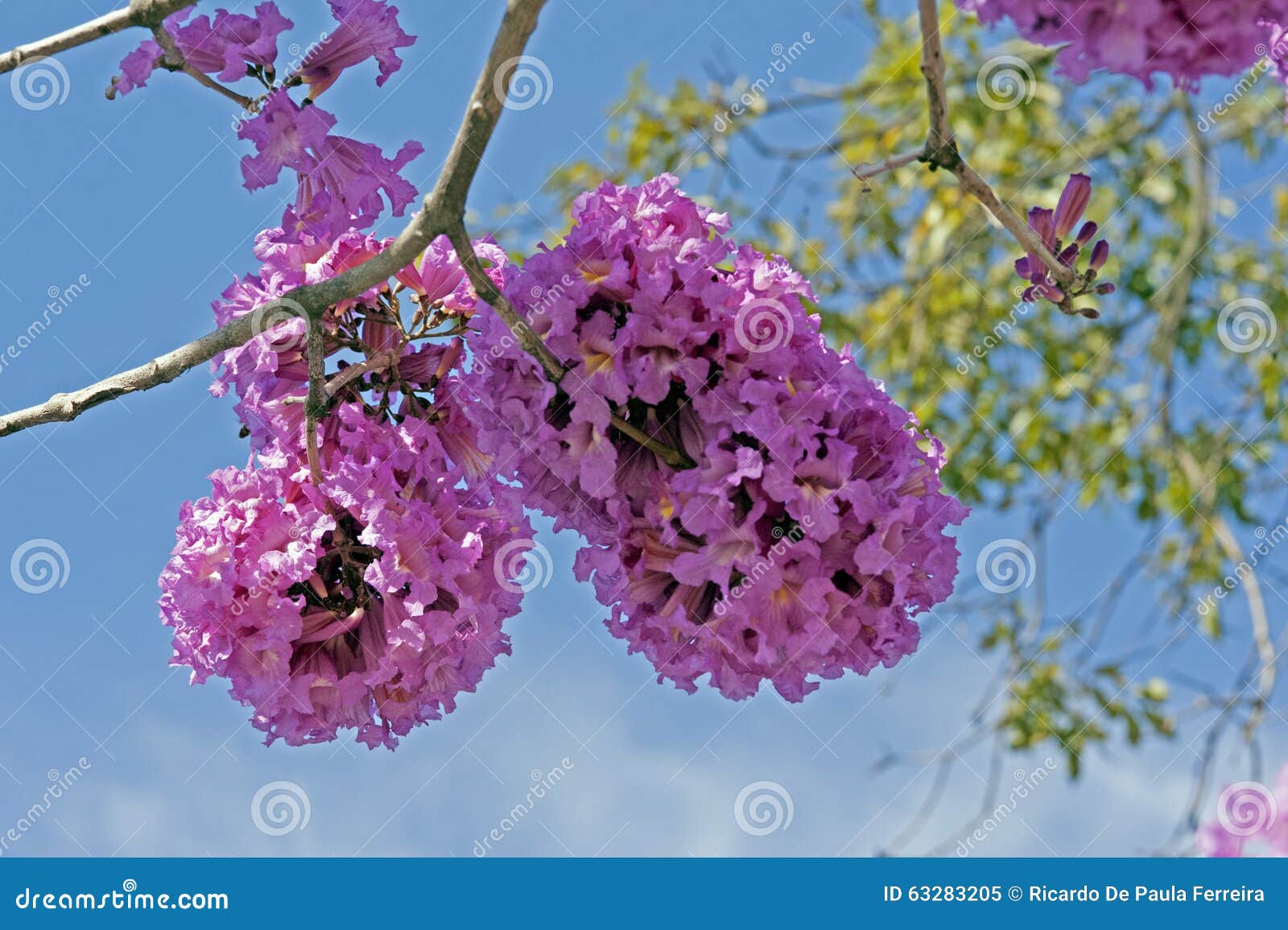 Ipe Ou Impetiginosa Cor-de-rosa De Tabebuia Imagem de Stock - Imagem de ...
