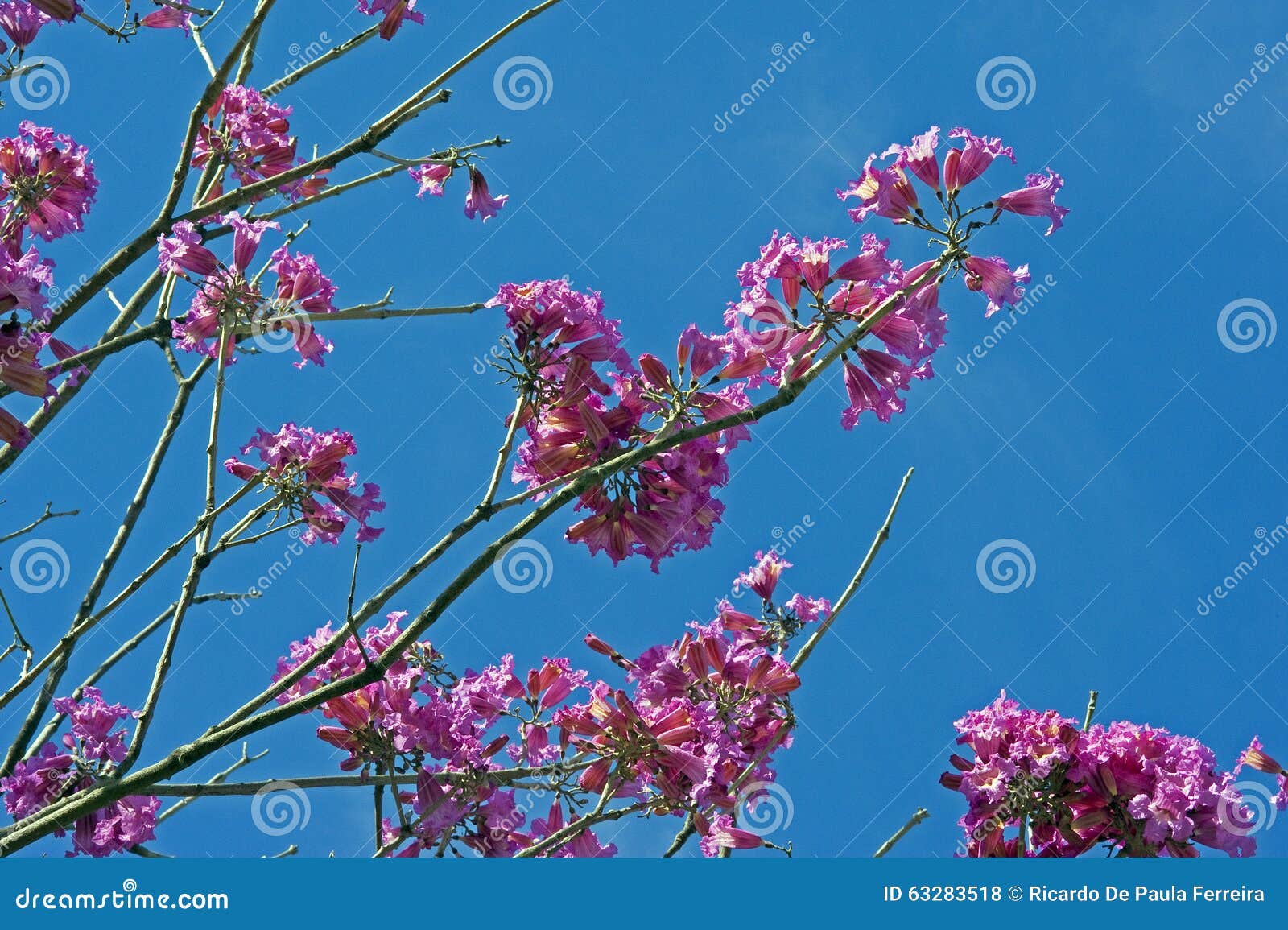 Ipe Ou Impetiginosa Cor-de-rosa De Tabebuia Foto de Stock - Imagem de ...