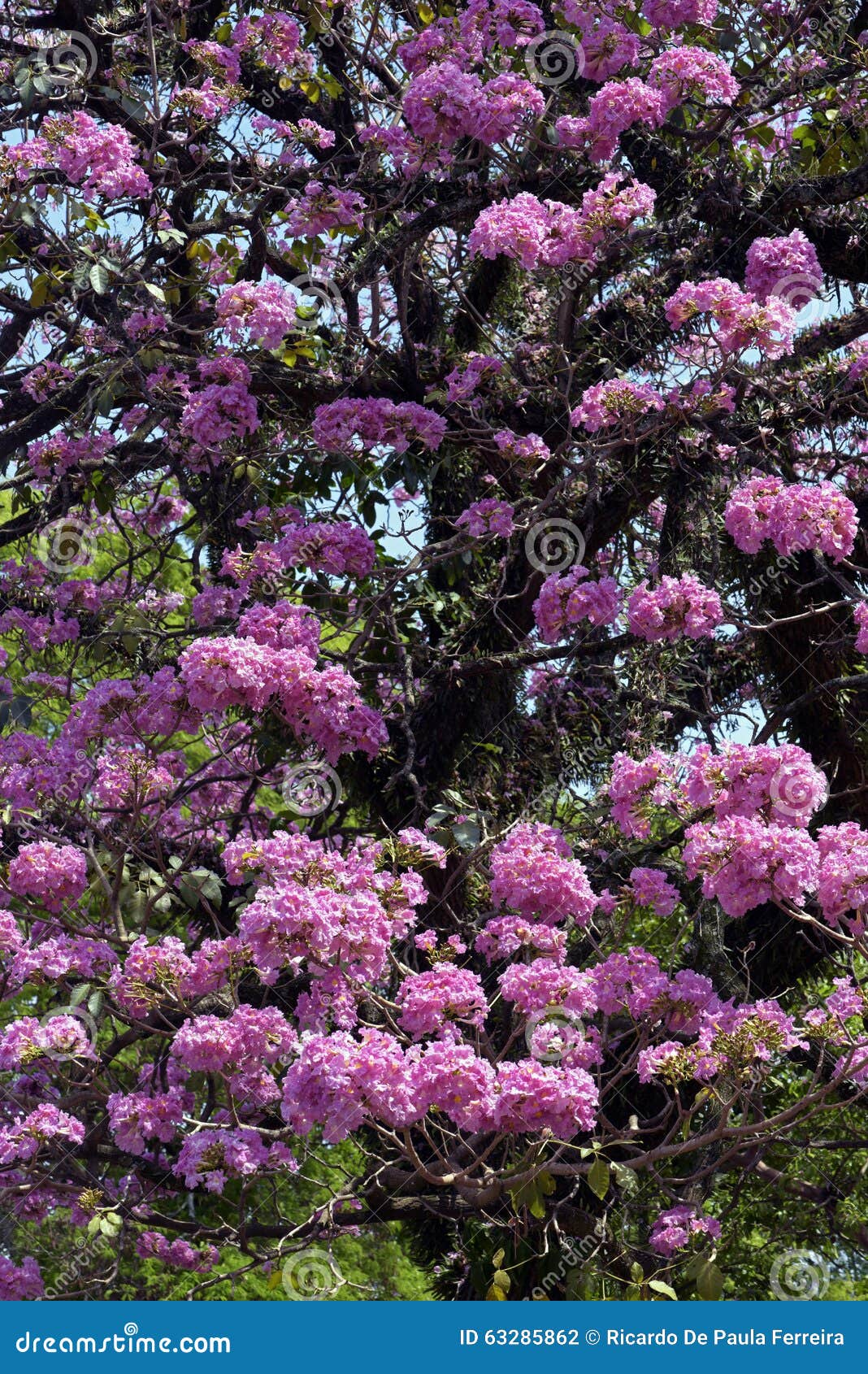 Ipe rosa o lapacho rosa fotografia stock. Immagine di solidità - 63285862