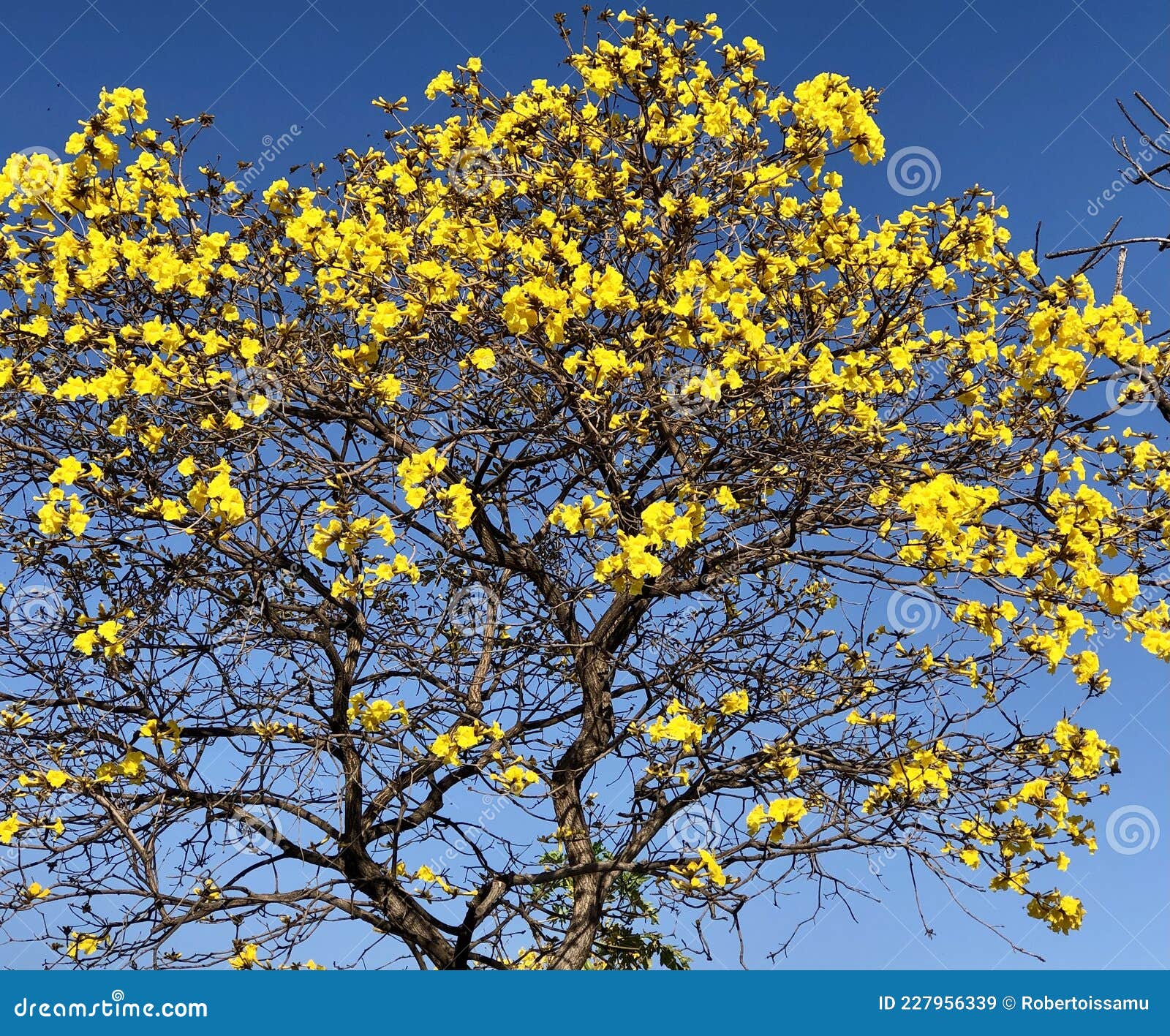 Ipe tree stock image. Image of yellow, tree, environment - 227956339