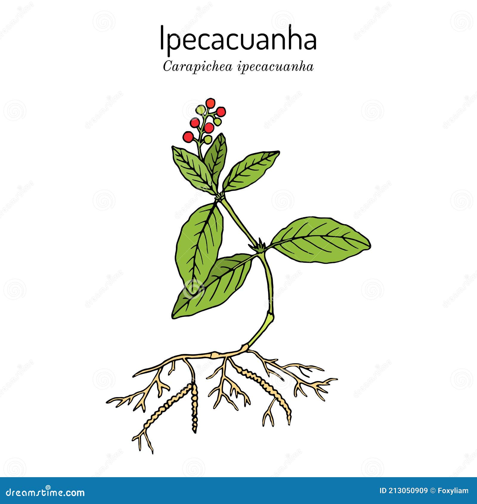 Ipecacuanha Carapichea Ipecacuanha , Medicinal Plant Stock Vector ...