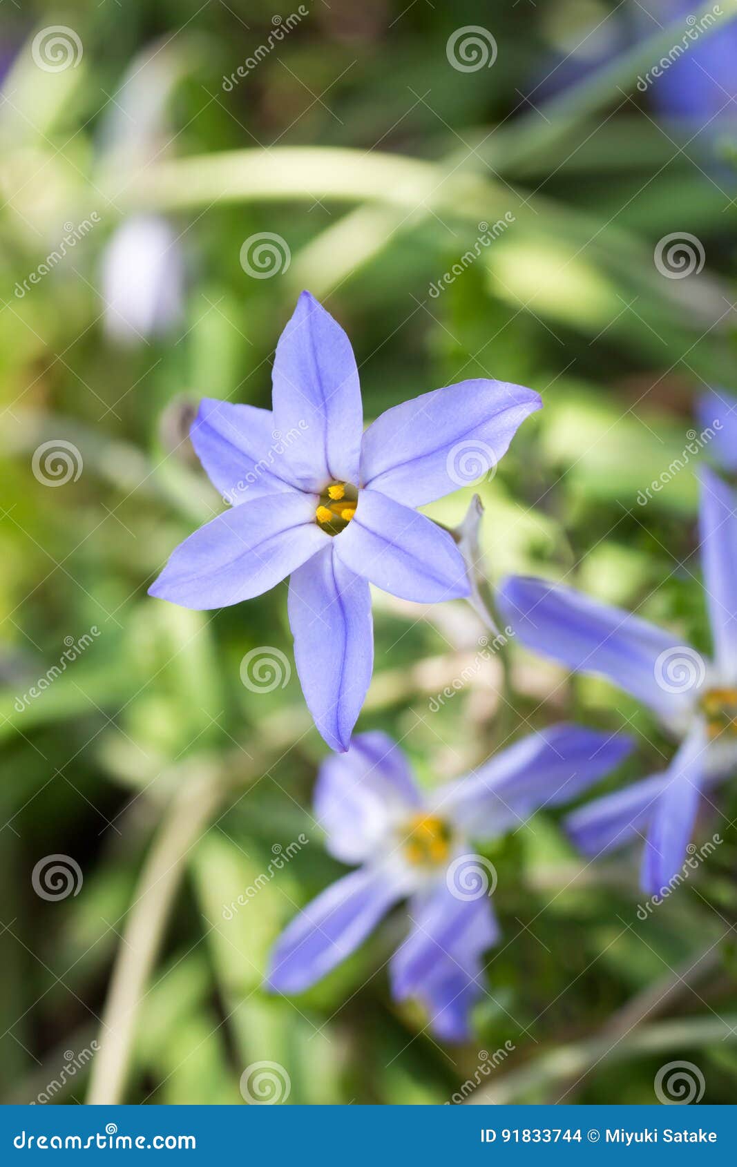 Ipheion uniflorum stock photo. Image of bright, japanese - 91833744