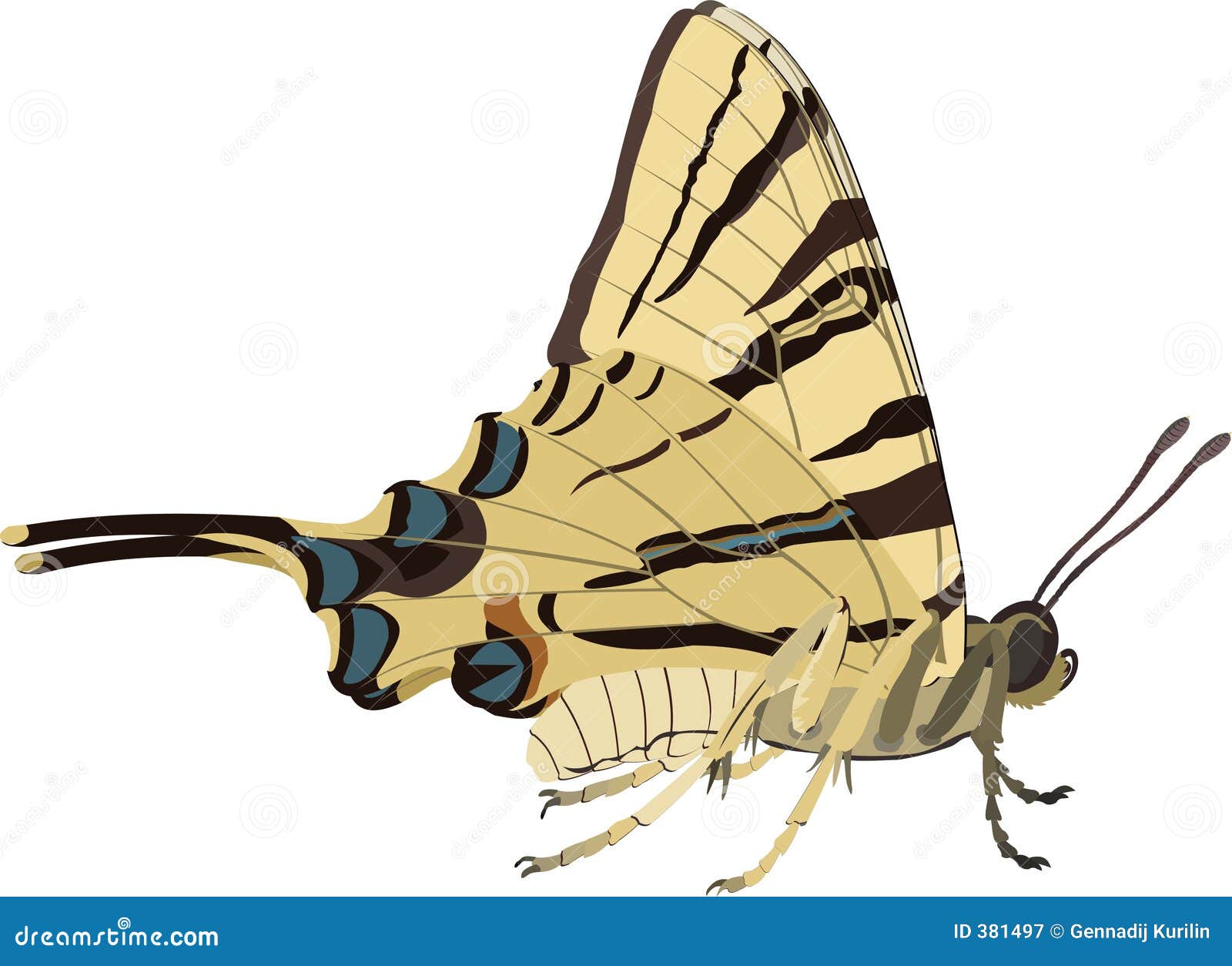 Scarce Swallowtail Butterfly Illustration Drawing Engraving Ink
