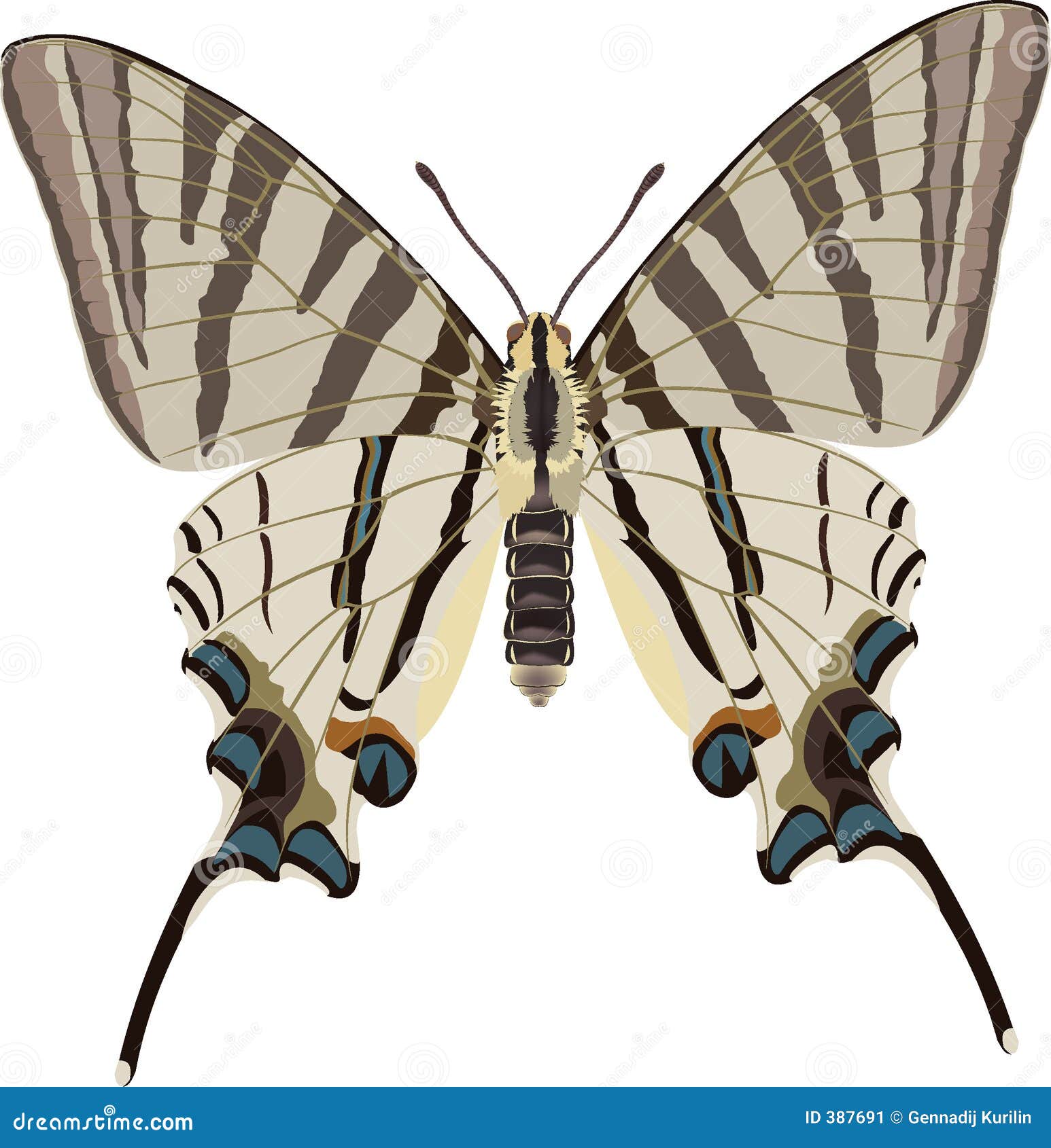 Scarce Swallowtail Butterfly Illustration Drawing Engraving Ink