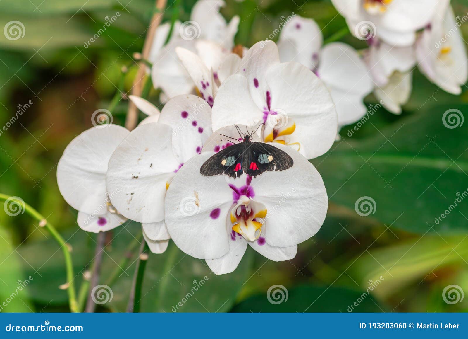 Iphidamas Cattleheart Butterfly, Parides Iphidamas Stock Photo - Image ...