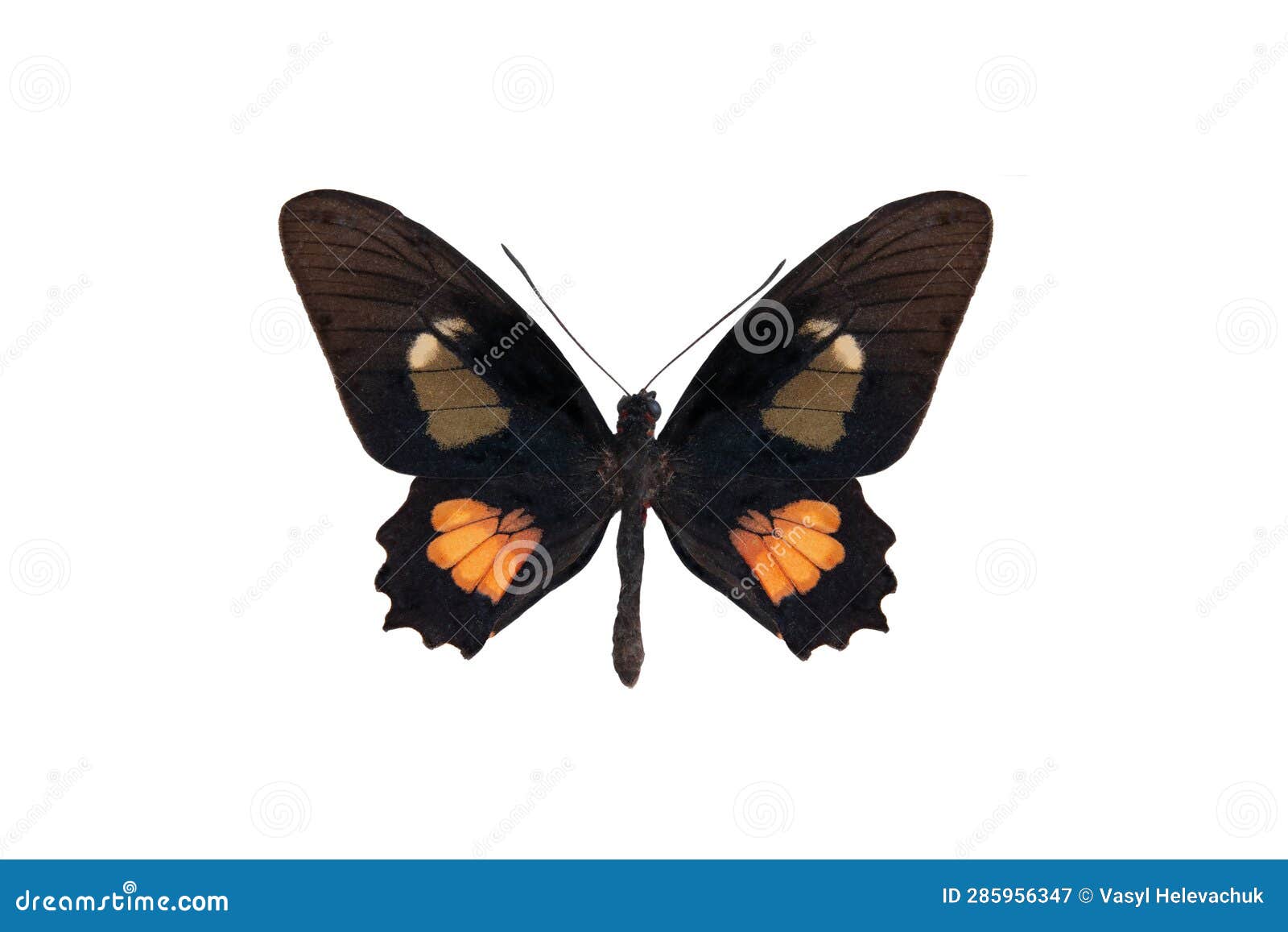 Iphidamas Cattleheart (parides Iphidamas), Butterfly Isolated on White ...