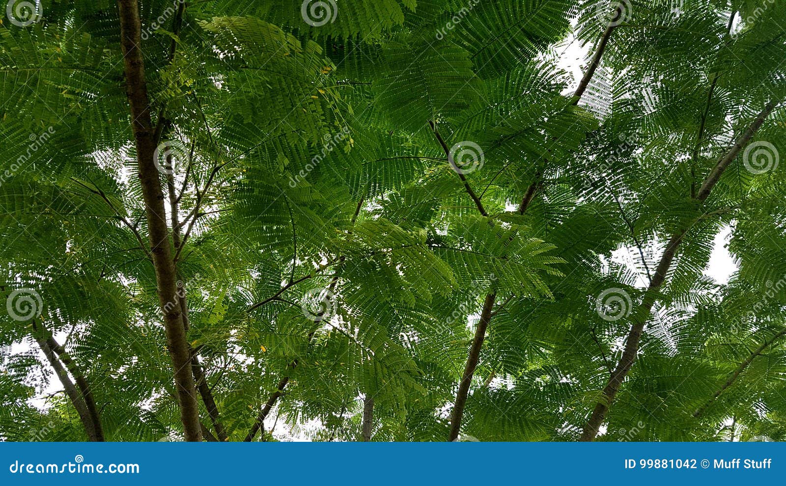 Ipil Tree stock photo. Image of nature, brainstorming - 99881042