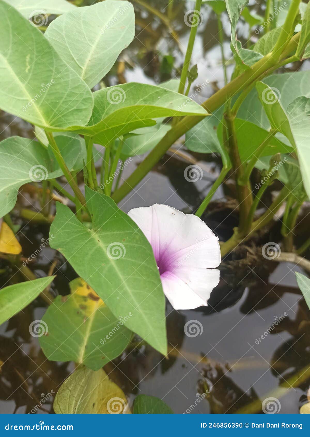 Ipomoea Aquatica Flor Kangkung Foto de archivo - Imagen de hierba, fruta: 246856390