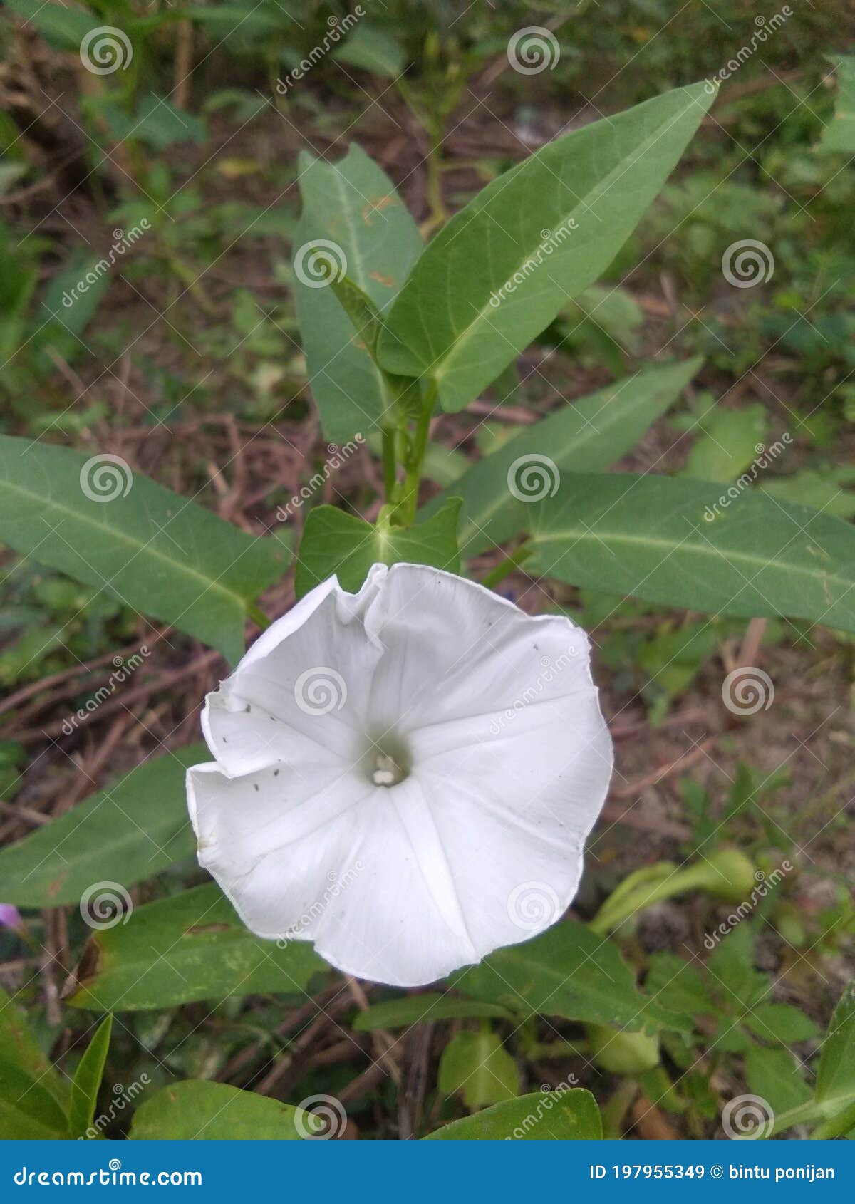 Ipomoea Aquatica, Swamp Cabbge, Swamp Cabbage White Stem, Royalty-Free ...