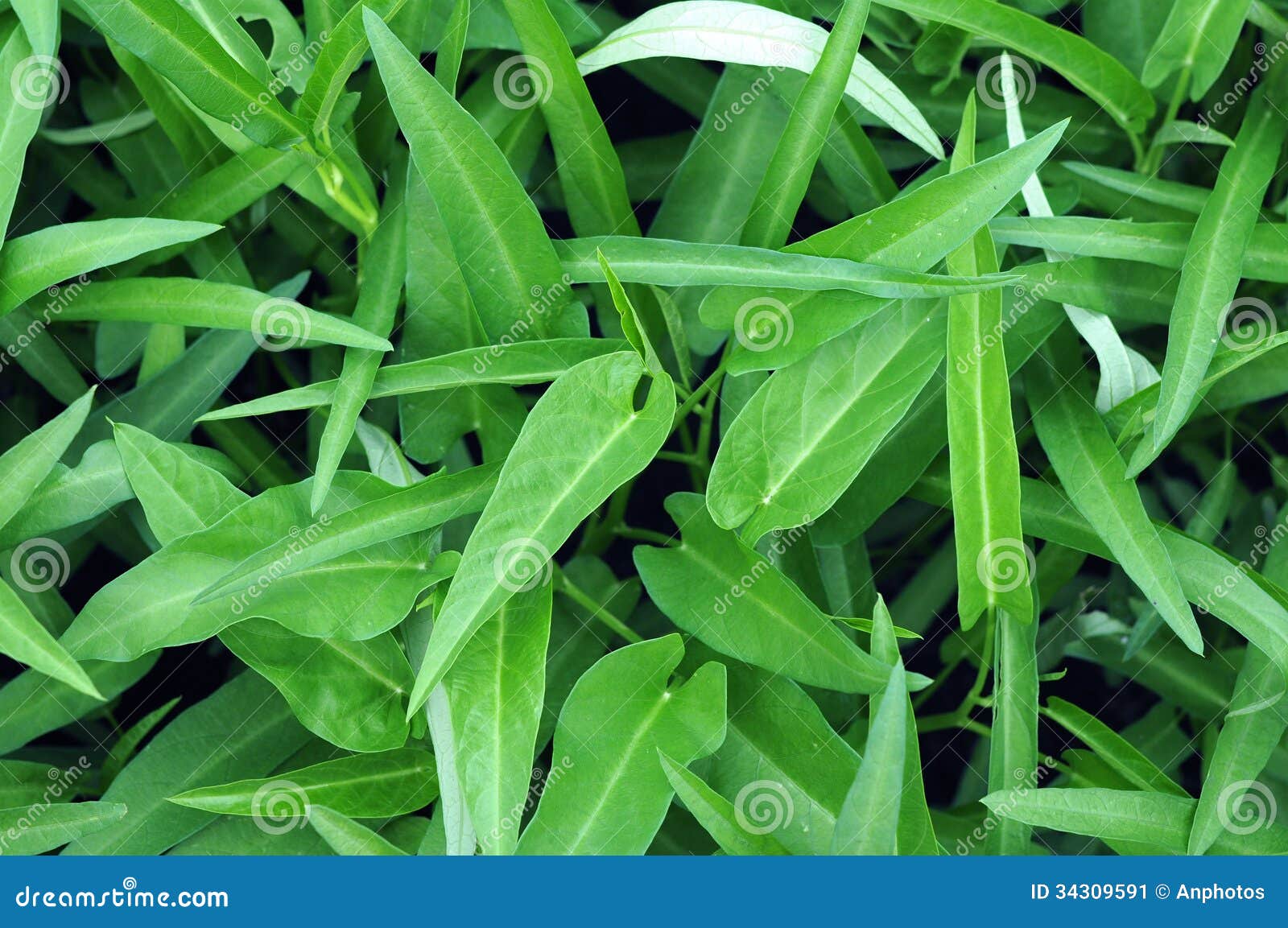 Ipomoea Aquatica, Swamp Cabbge, Swamp Cabbage White Stem, Royalty-Free ...