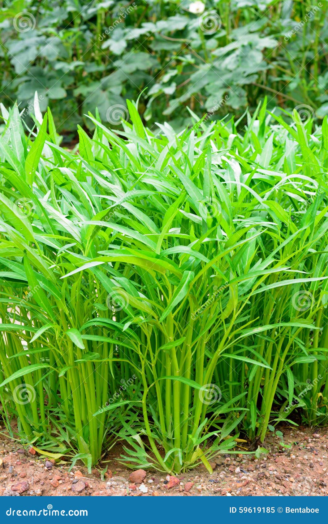 Ipomoea Aquatica, Swamp Cabbge, Swamp Cabbage White Stem, Royalty-Free ...