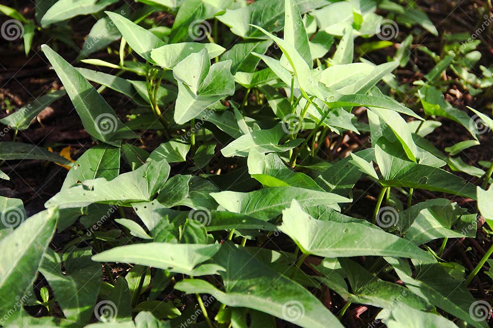 Ipomoea Aquatica or Water Spinach and Often Also Called Kale or ... Ipomoea Aquatica or Water Spinach and Often Also Called Kale or ...