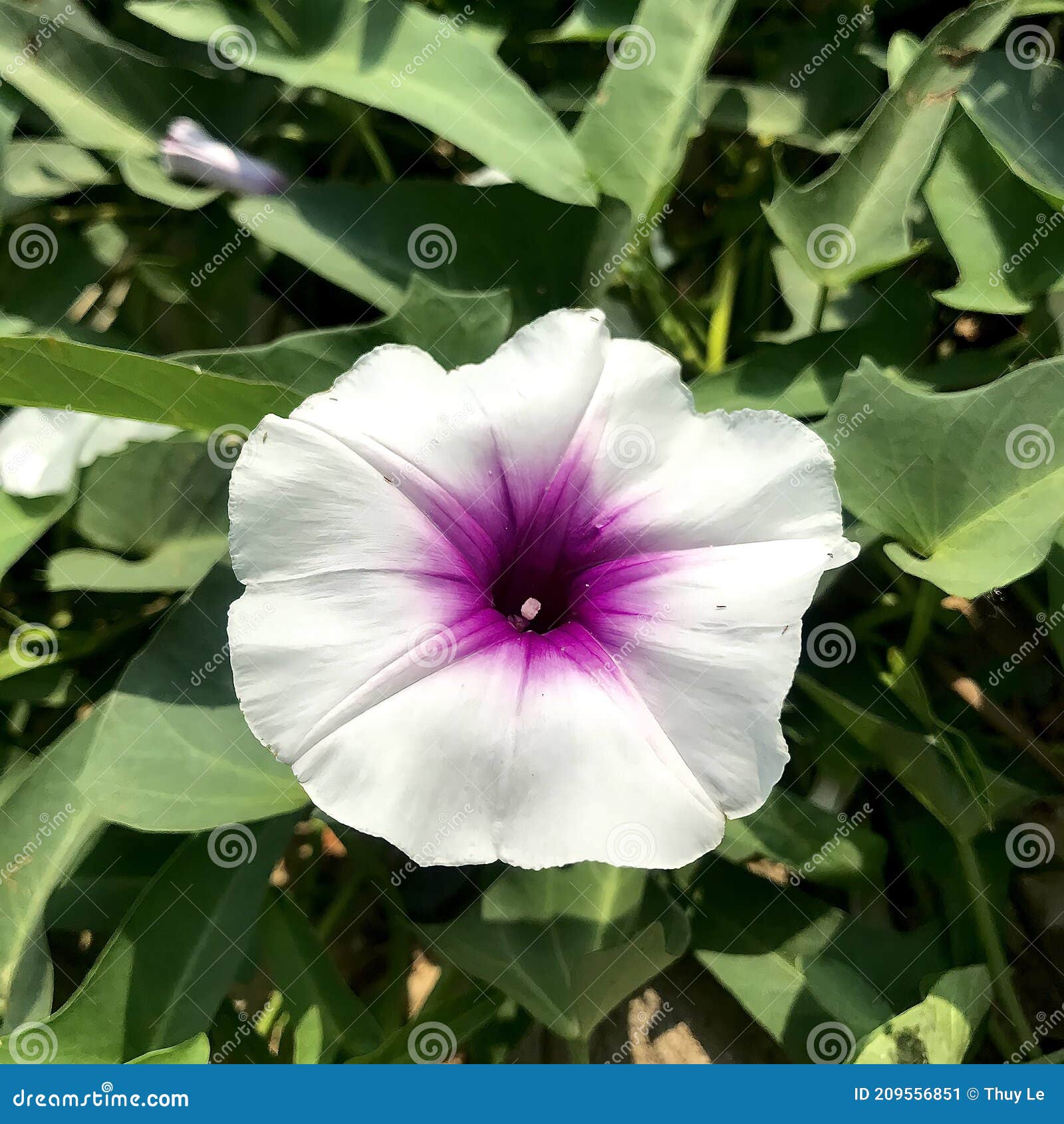 Ipomoea aquatica stock image. Image of spinach, glory - 209556851
