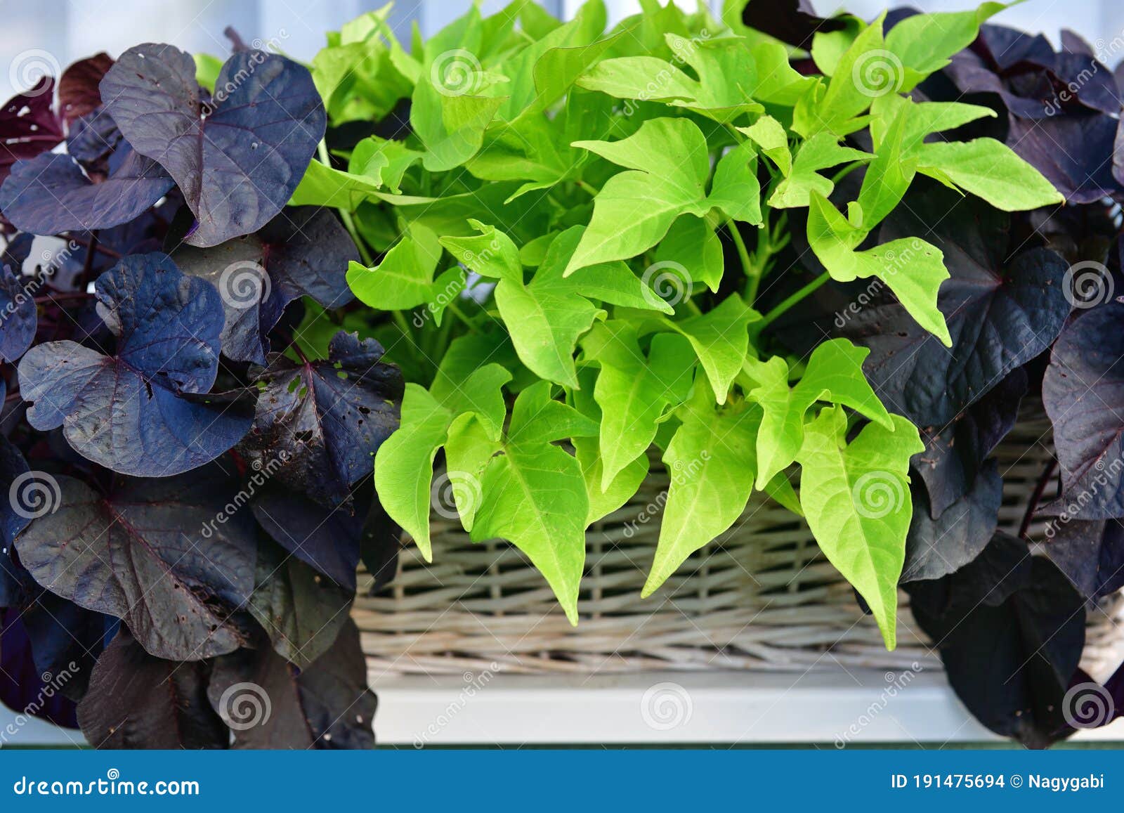 Ipomoea batatas flower stock photo. Image of bright - 191475694