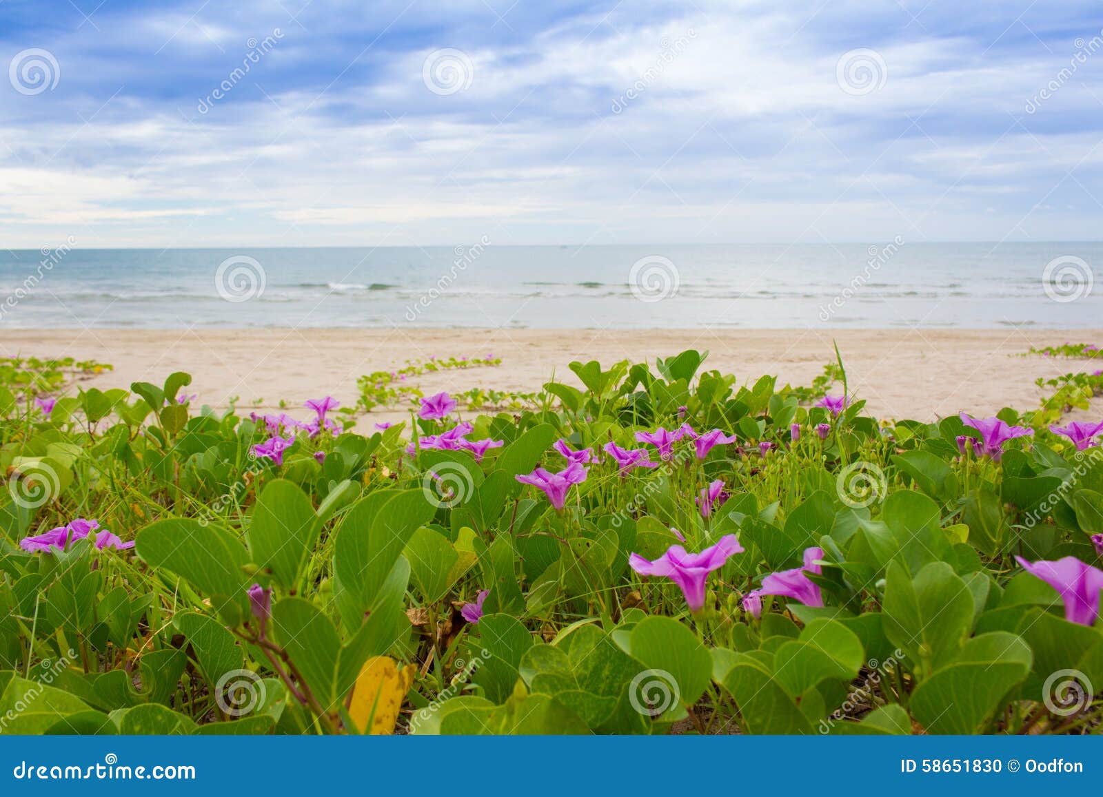 Ipomoea Pes-caprae on the Beach Stock Photo - Image of cloudy, caprae ...