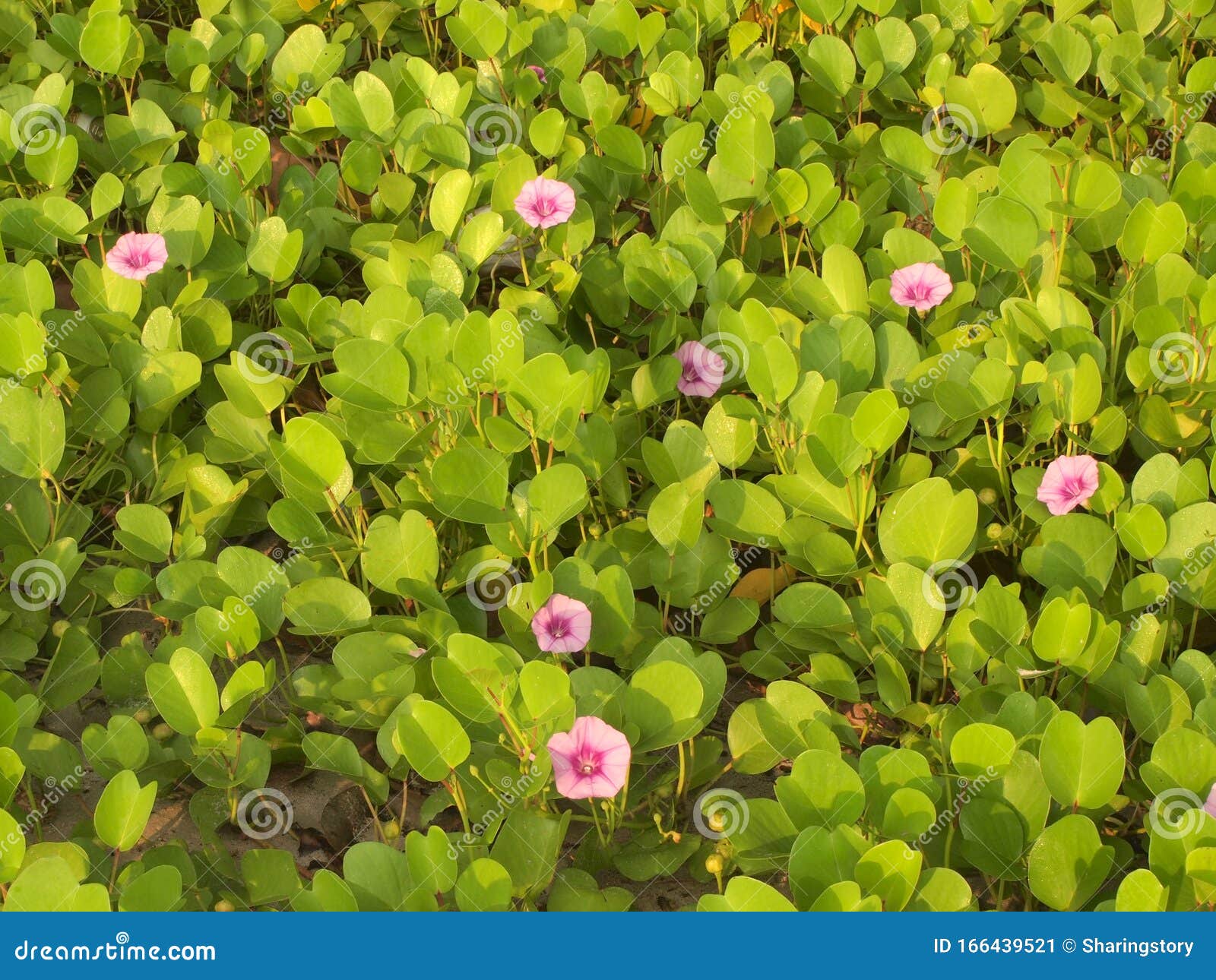 Ipomoea Pes-caprae are Blooming on the Beach Stock Image - Image of ...