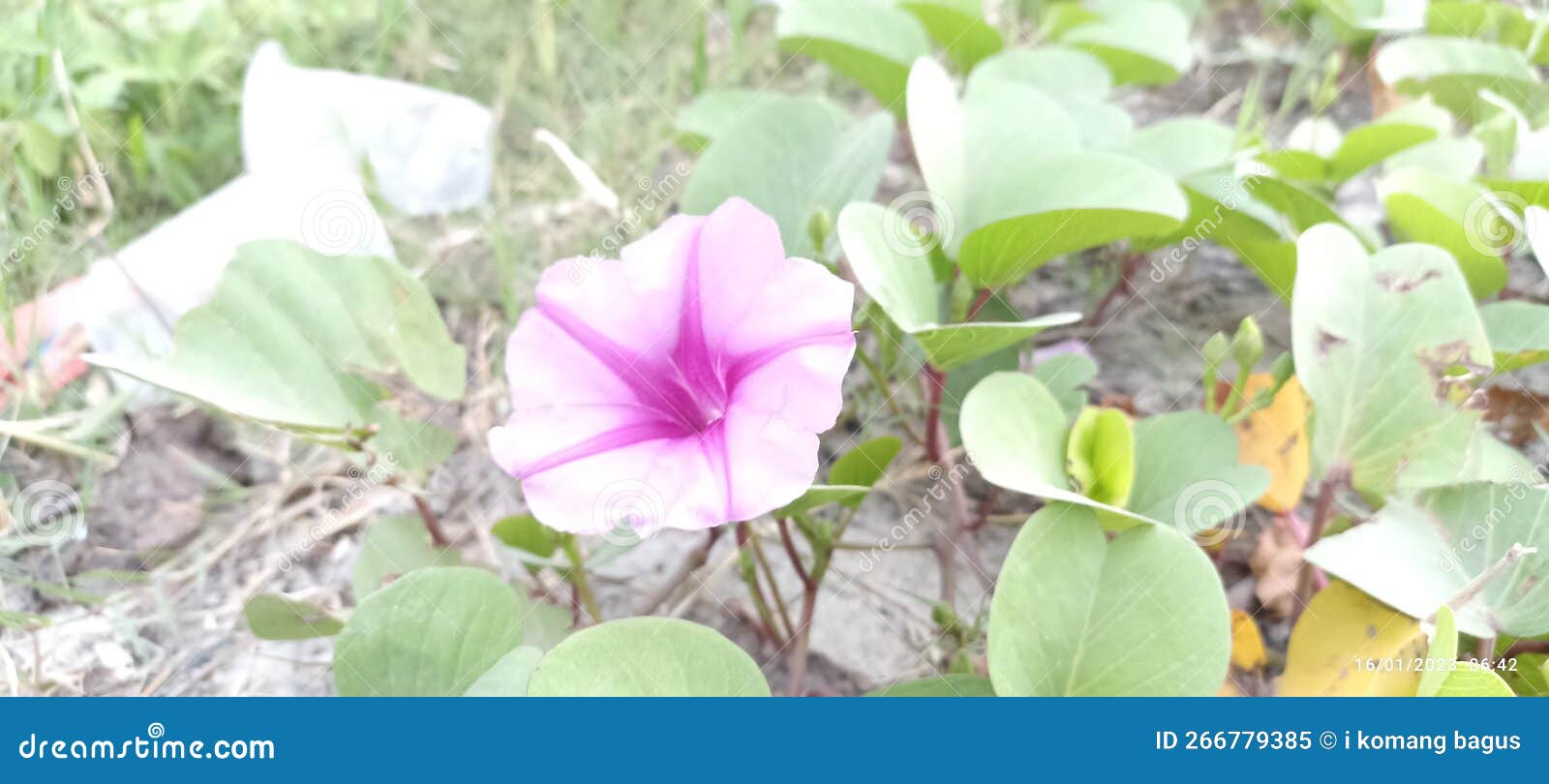 Ipomoea pes-caprae flower stock image. Image of caprae - 266779385