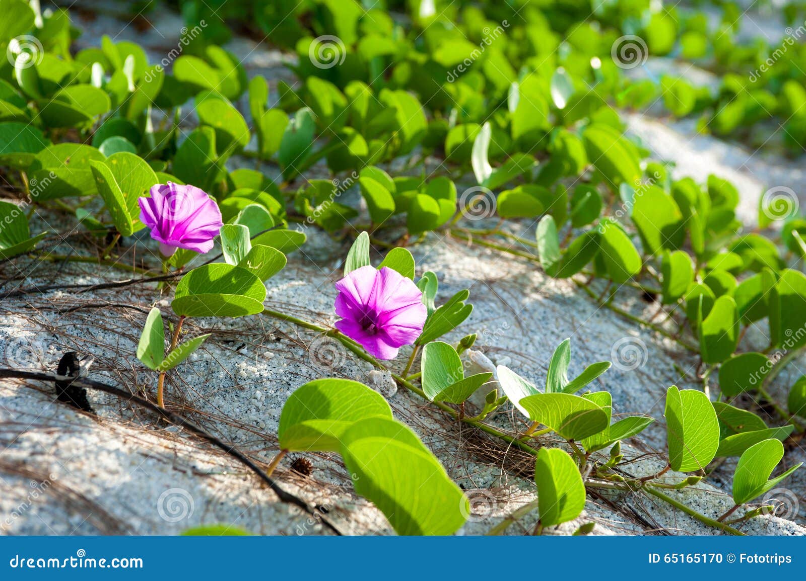 Ipomoea pes-caprae flower stock photo. Image of green - 65165170