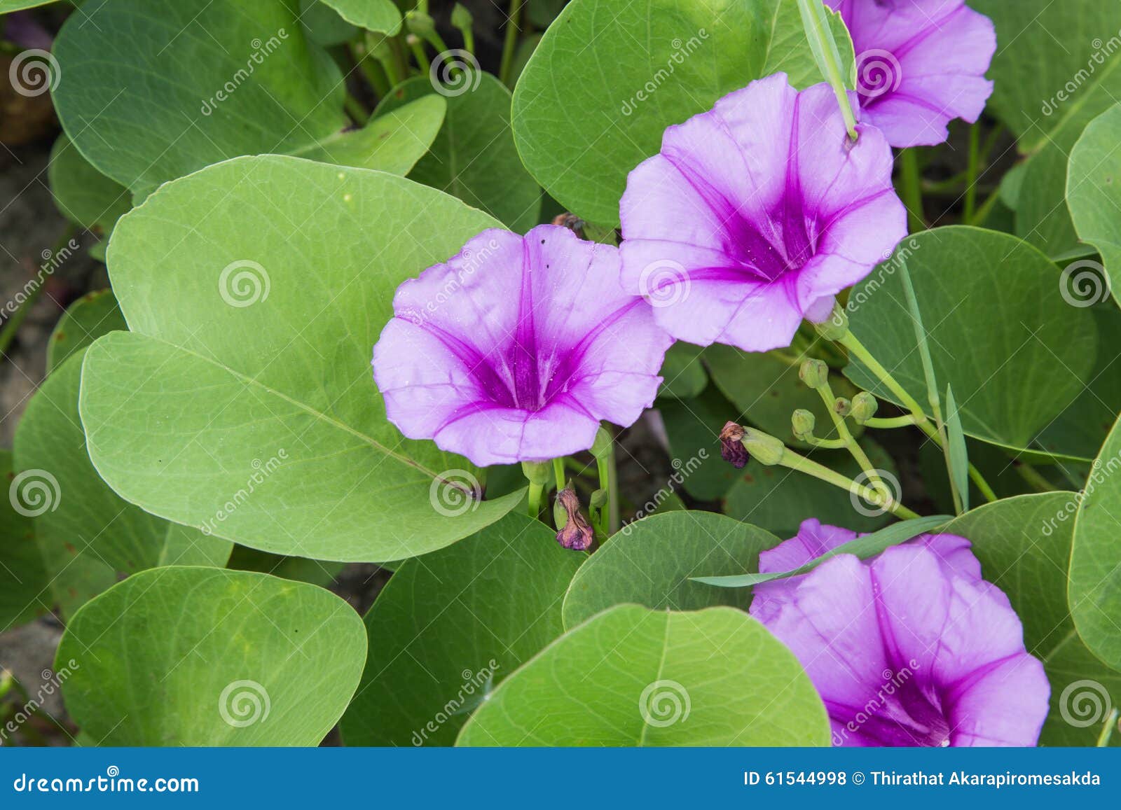Ipomoea pes-caprae stock photo. Image of creeper, sand - 61544998