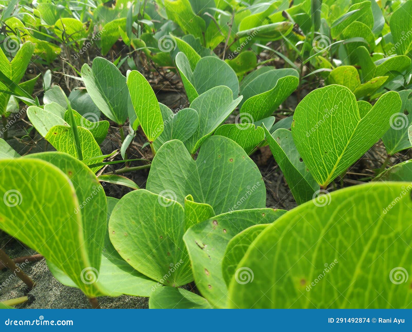 Ipomoea Pes-caprae Plants that Grow on Sandy Beaches Stock Photo ... Ipomoea Pes-caprae Plants that Grow on Sandy Beaches Stock Photo ...