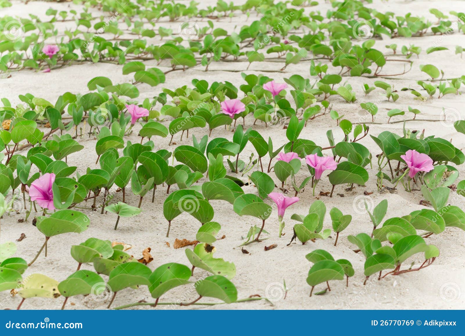 Ipomoea pes-caprae Sweet stock image. Image of peace - 26770769