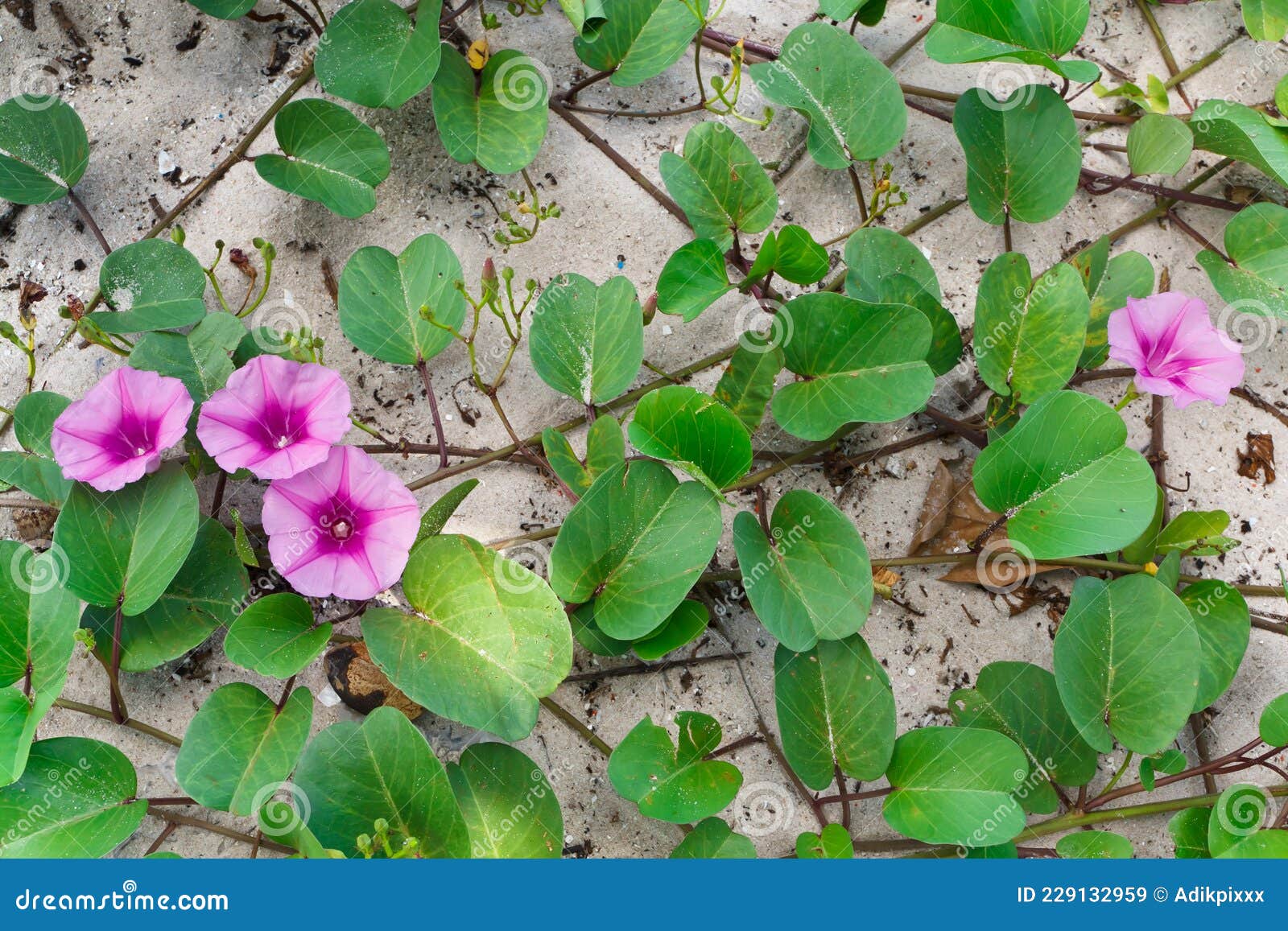 Ipomoea pes-caprae Sweet stock image. Image of beautiful - 229132959