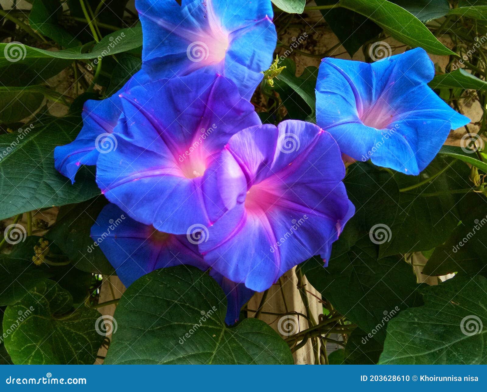 Ipomoea Violacea, Beach Moonflower Or Sea Moonflower, Beach Moonflower ...