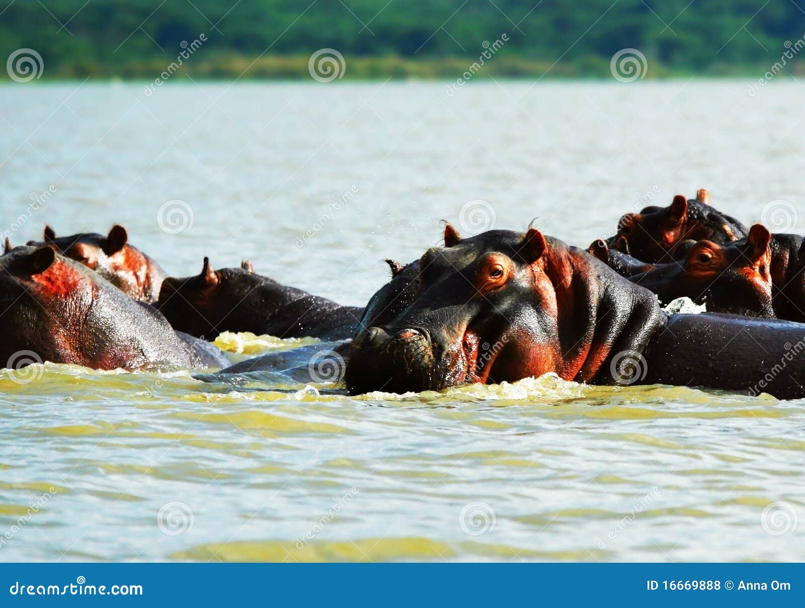 Ippopotamo africano fotografia stock. Immagine di mammifero - 16669888
