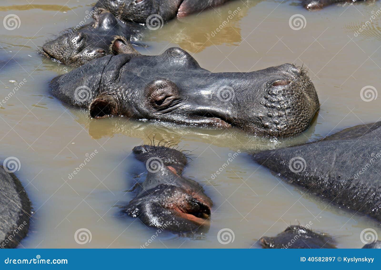 Ippopotamo africano immagine stock. Immagine di vegetazione - 40582897