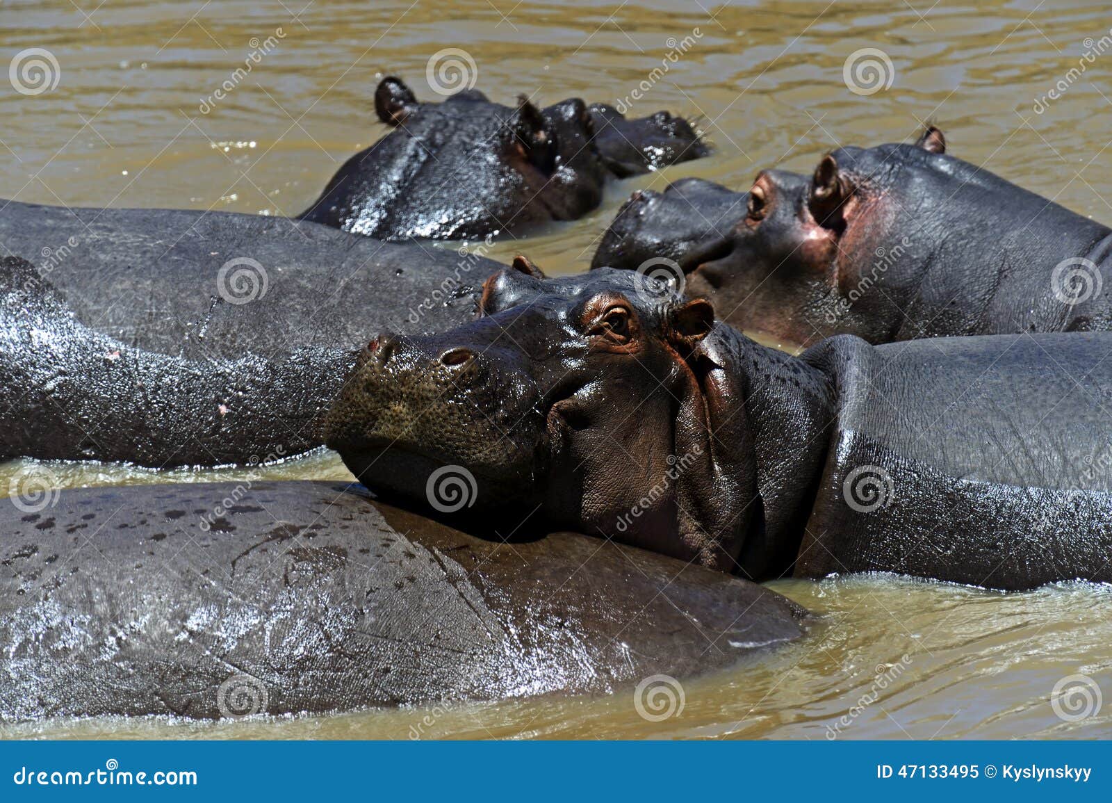 Ippopotamo africano immagine stock. Immagine di parchi - 47133495