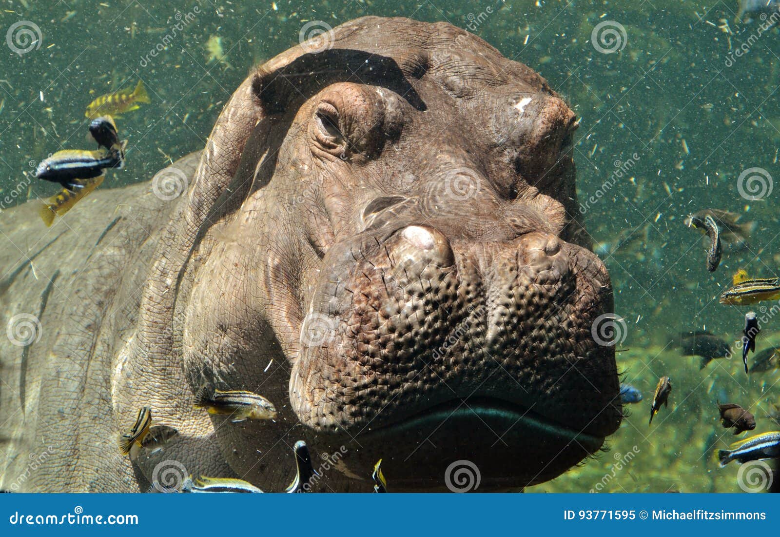 Ippopotamo Africano Subacqueo Immagine Stock - Immagine di animale ...