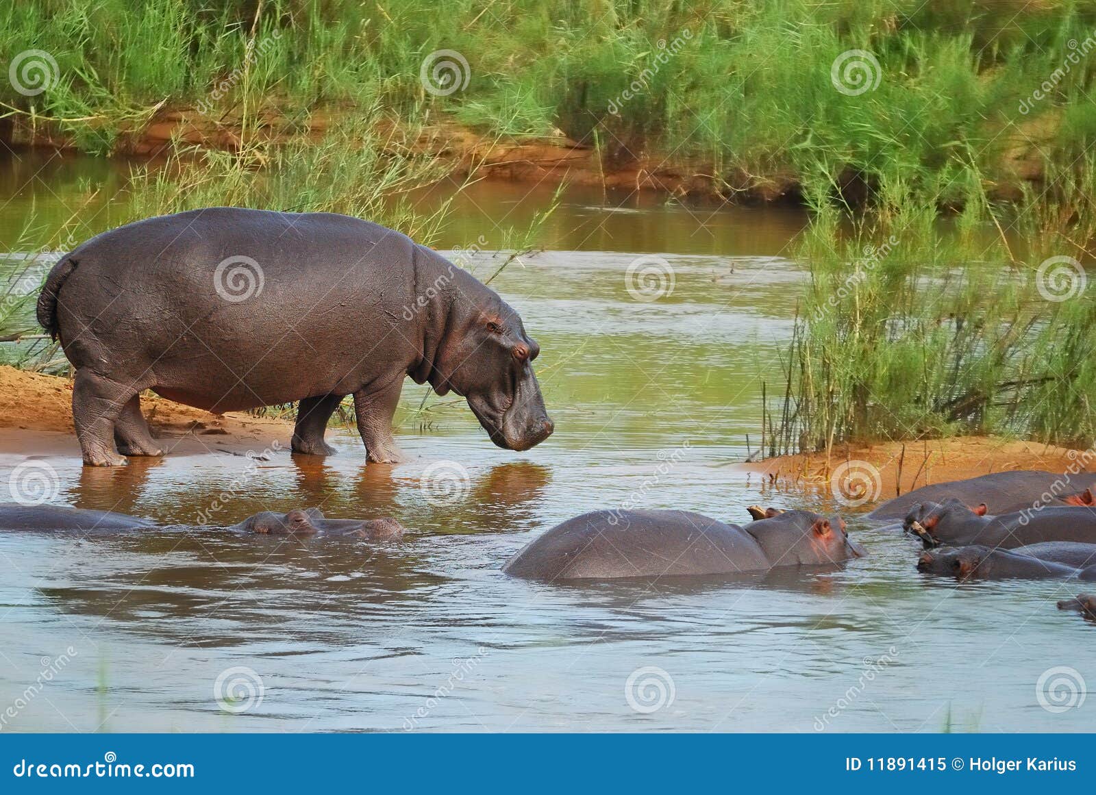 Ippopotamo (amphibius Del Hippopotamus) Immagine Stock - Immagine di ...