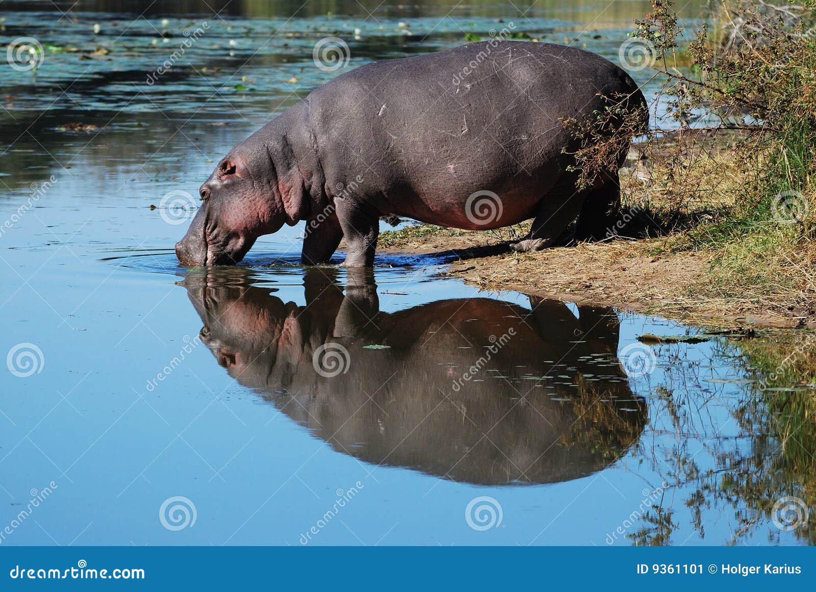 Ippopotamo (amphibius Del Hippopotamus) Immagine Stock - Immagine di ...
